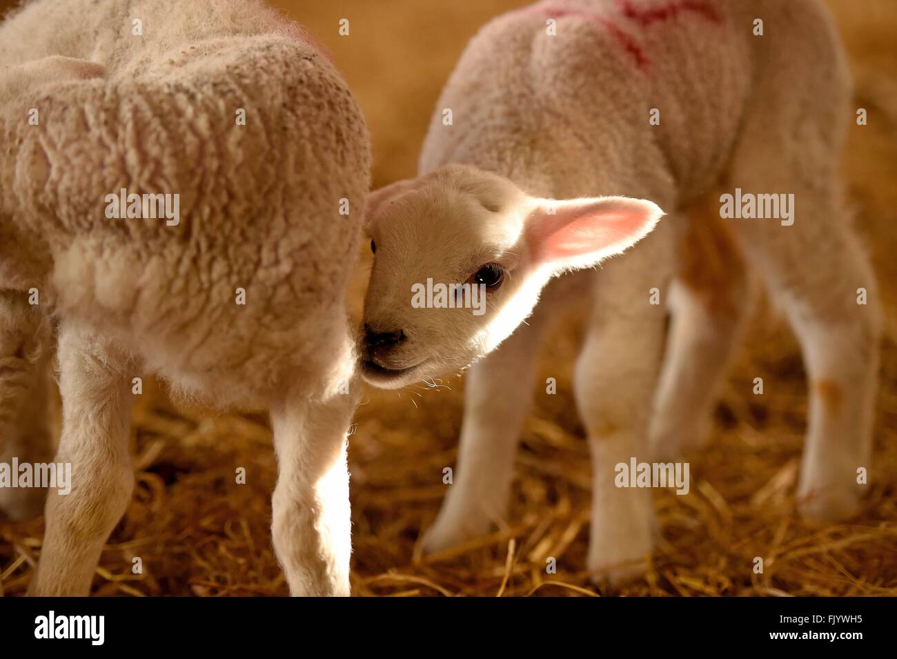 Lambs, newborn lambs, lamb Stock Photo - Alamy