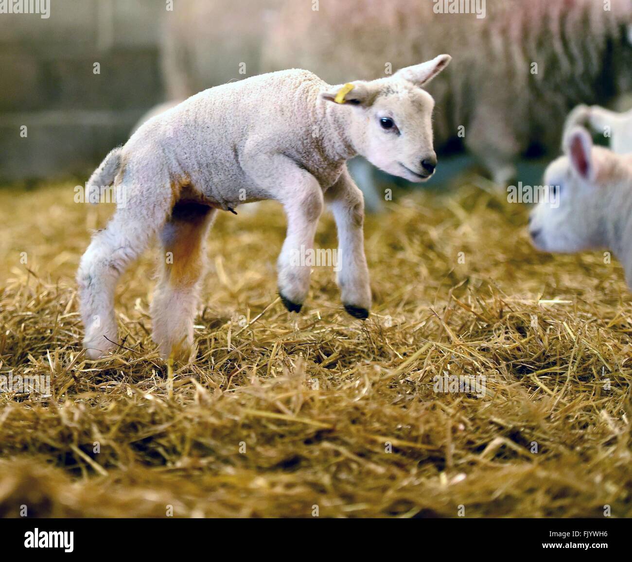 Lambs, newborn lambs, lamb Stock Photo - Alamy