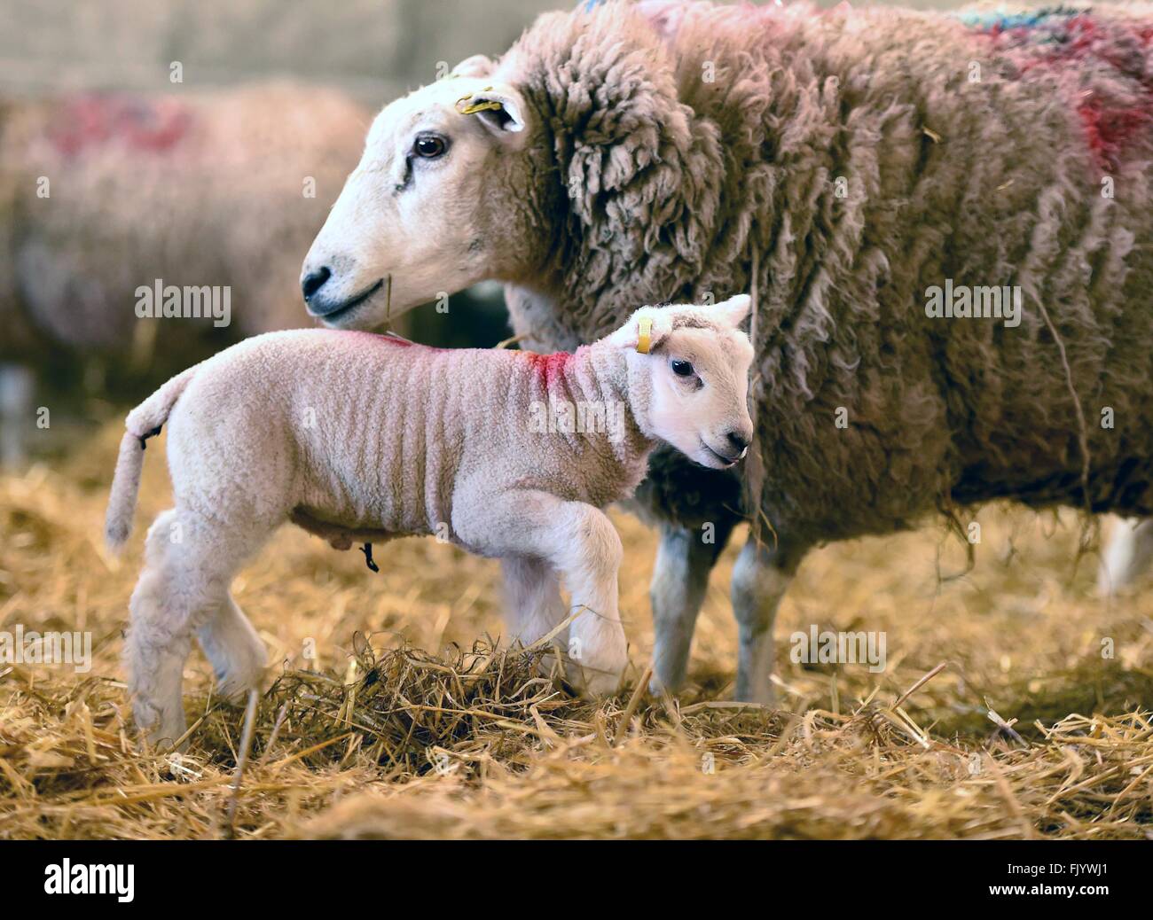 Lambs, newborn lambs, lamb Stock Photo - Alamy