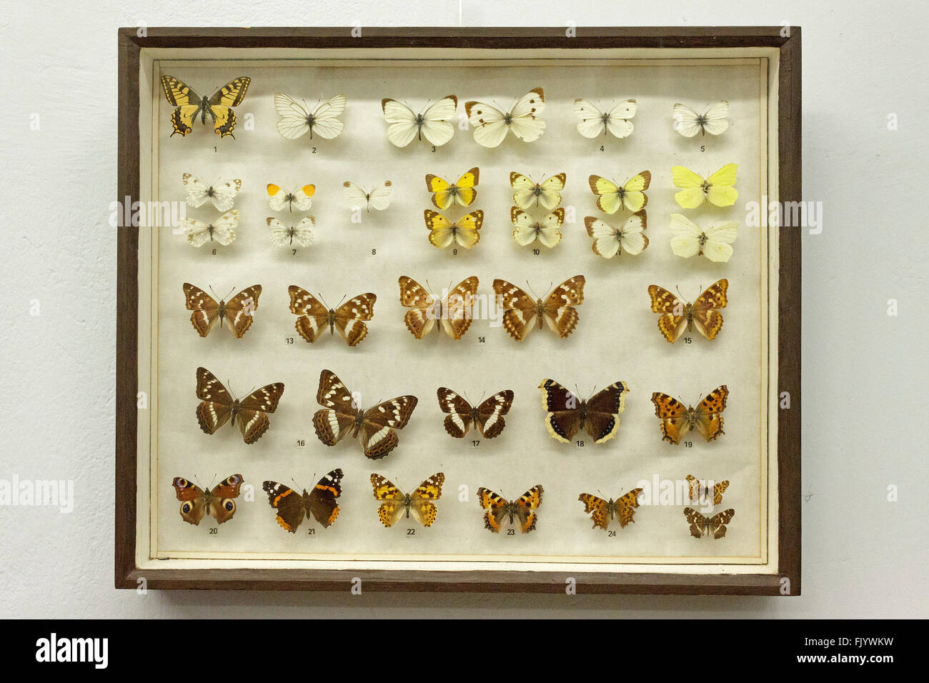 Butterflies showcase hi-res stock photography and images - Alamy