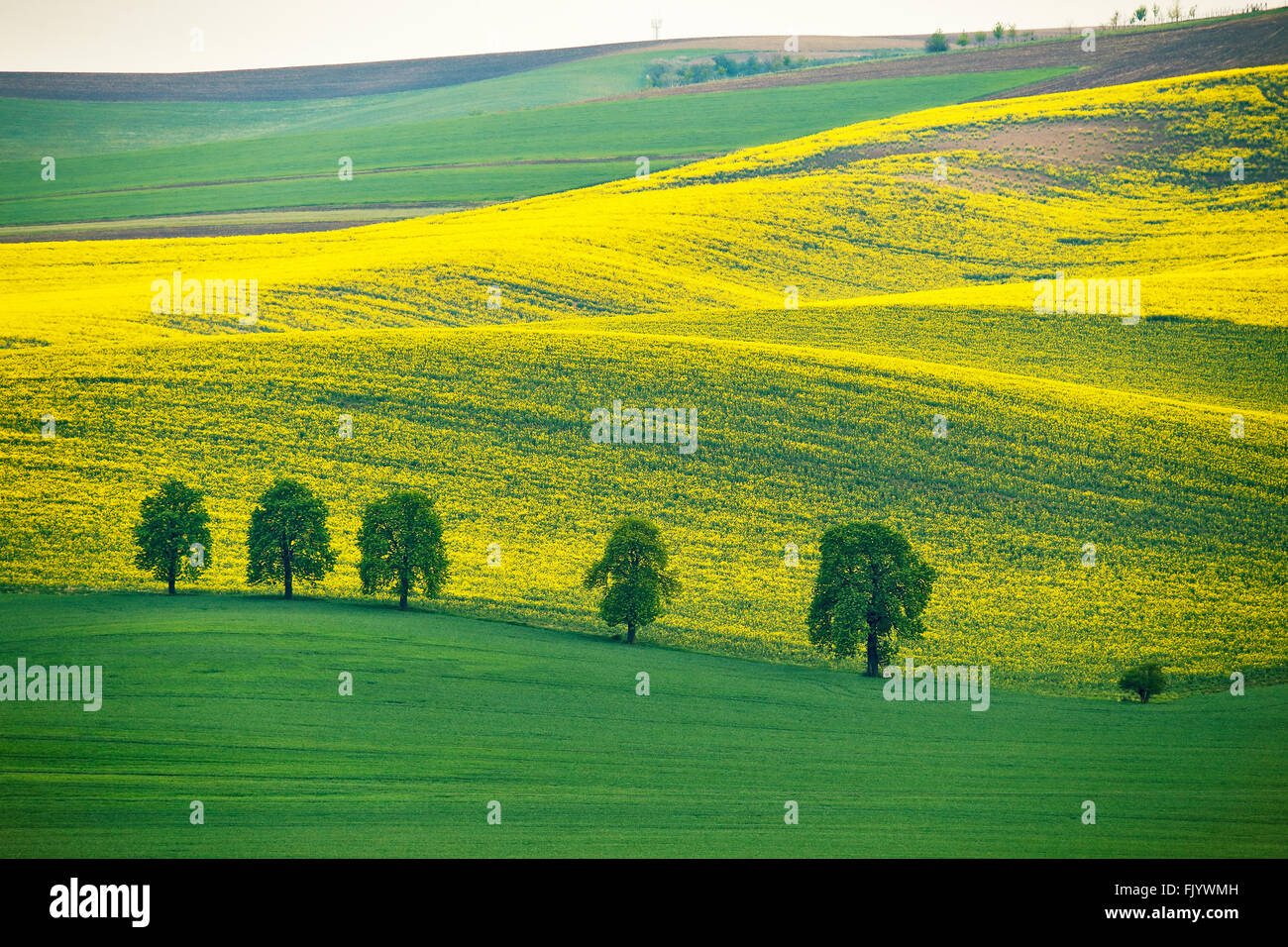 Green and yellow spring hills. Colza fields in Moravia Stock Photo - Alamy