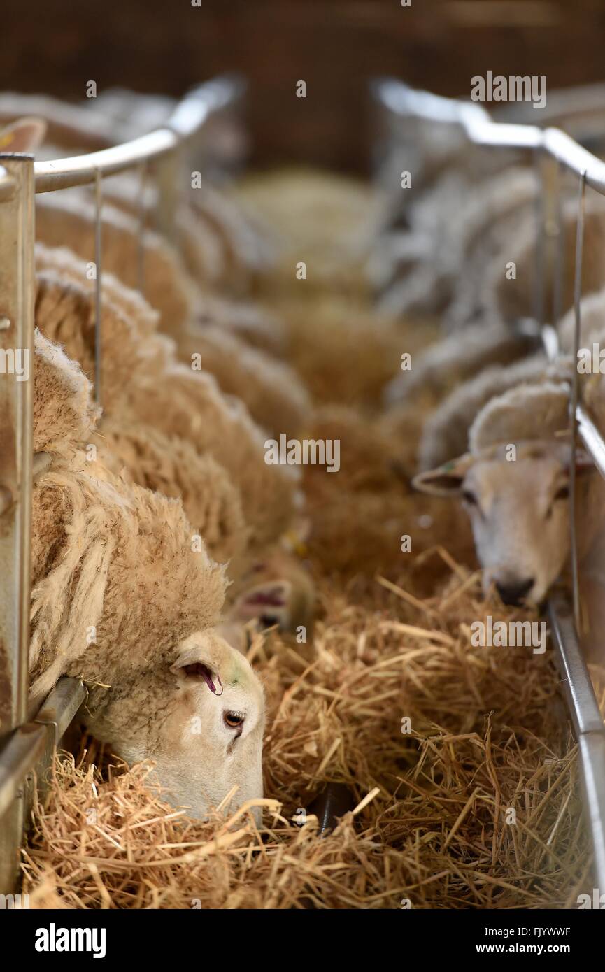 Ewes feeding, sheep eating Stock Photo - Alamy