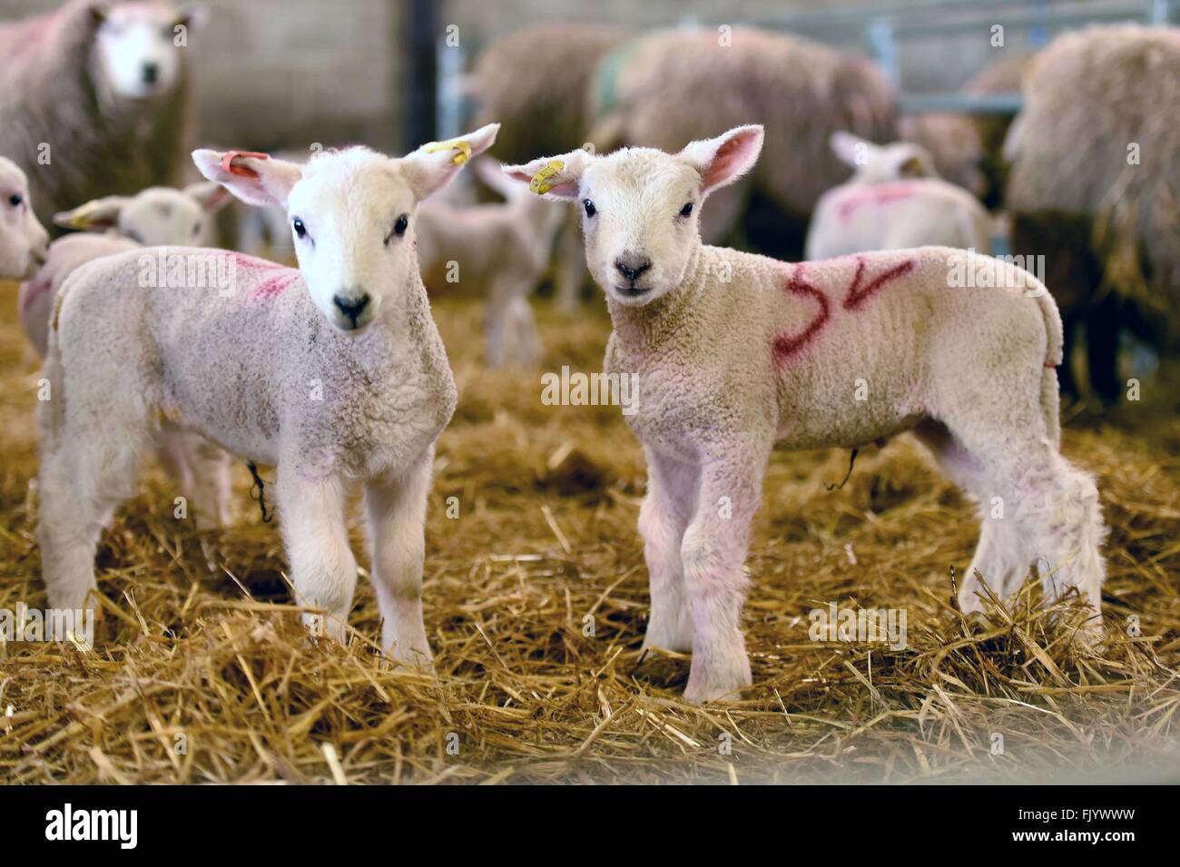 Lambs, newborn lambs, lamb Stock Photo - Alamy