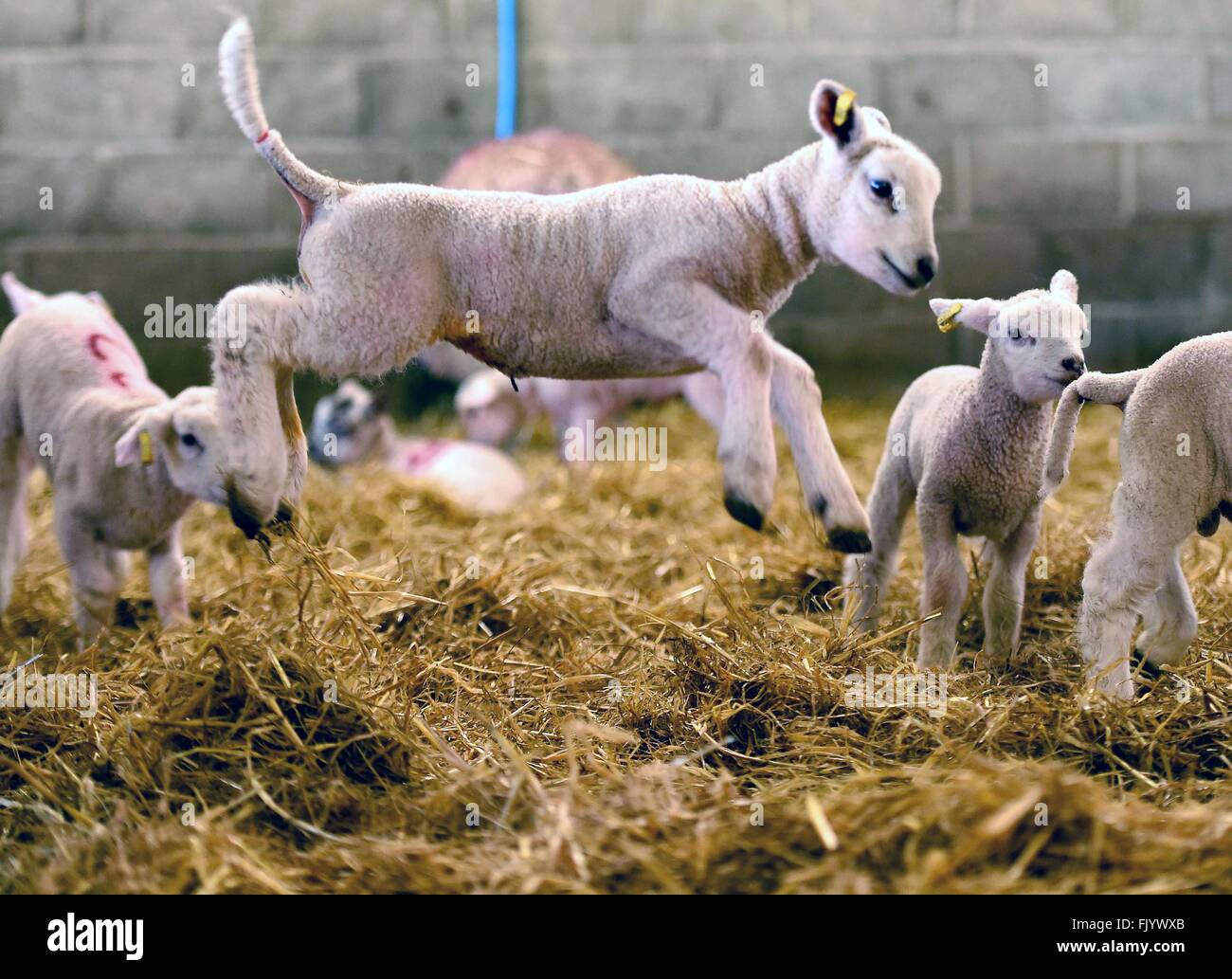 Lambs, newborn lambs, lamb Stock Photo - Alamy