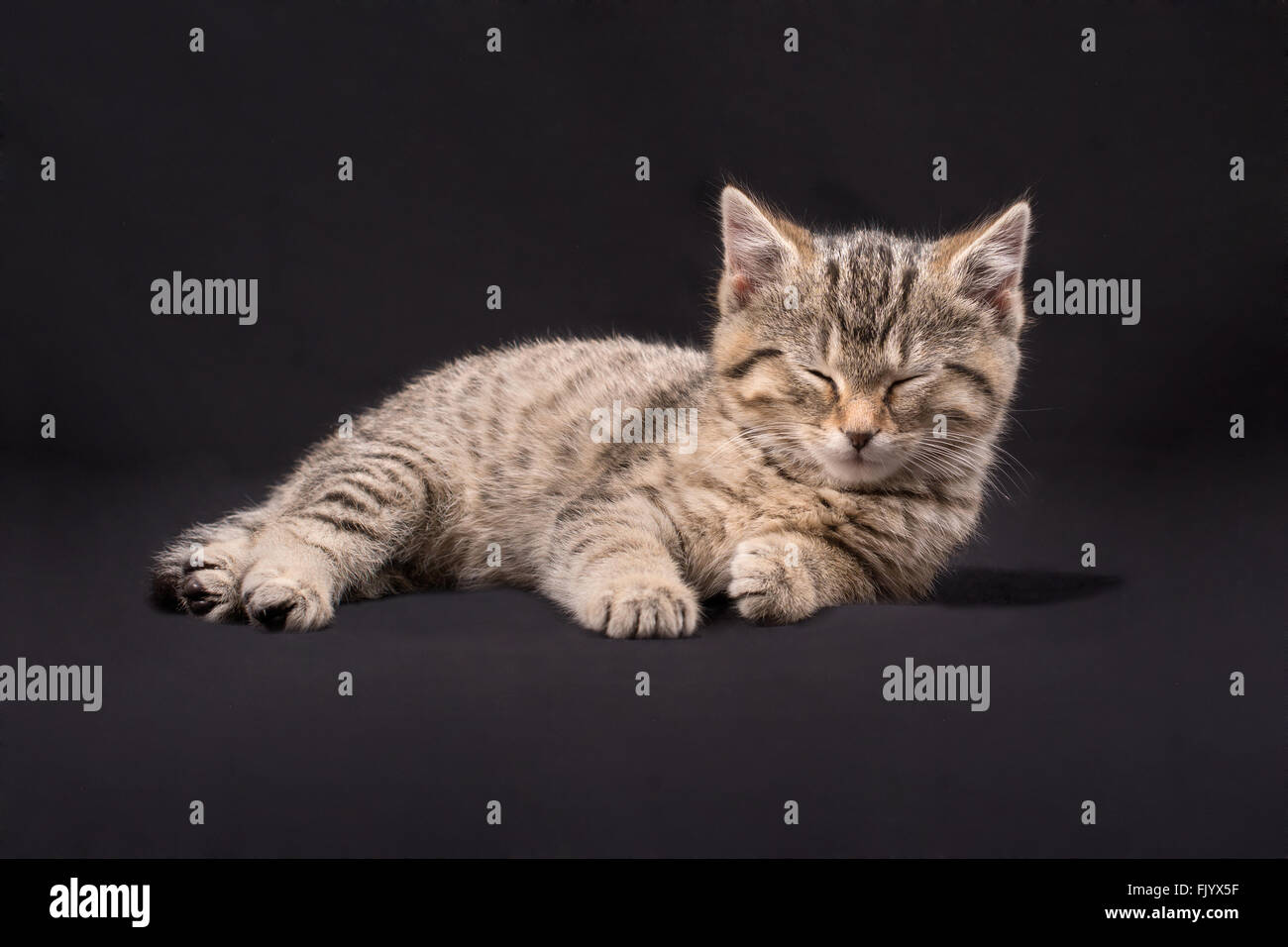 Tired kitty hi-res stock photography and images - Alamy