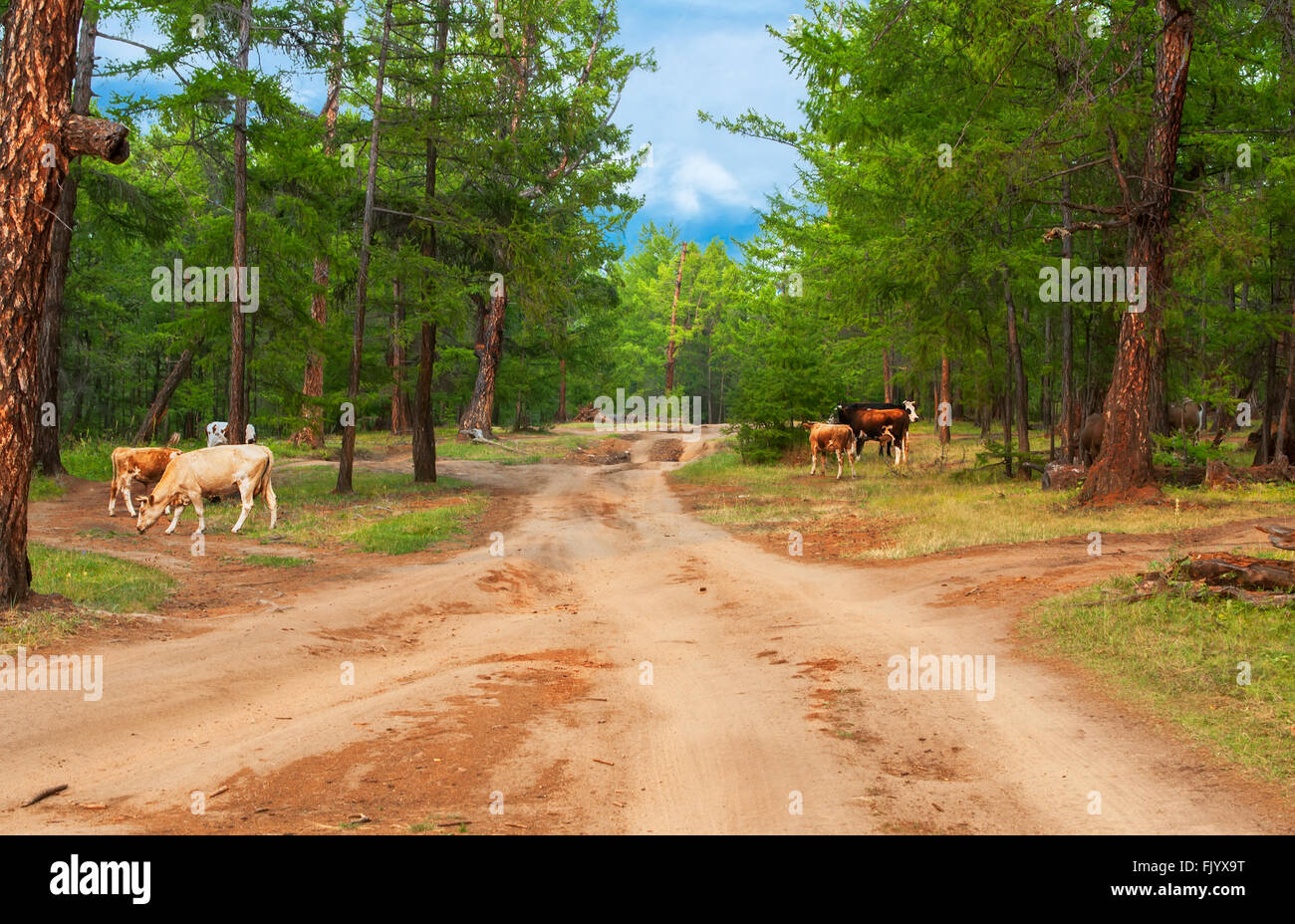 Pasturing cows hi-res stock photography and images - Alamy