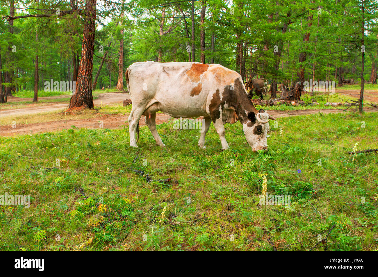 Cows pasturing in the pine forest Stock Photo - Alamy