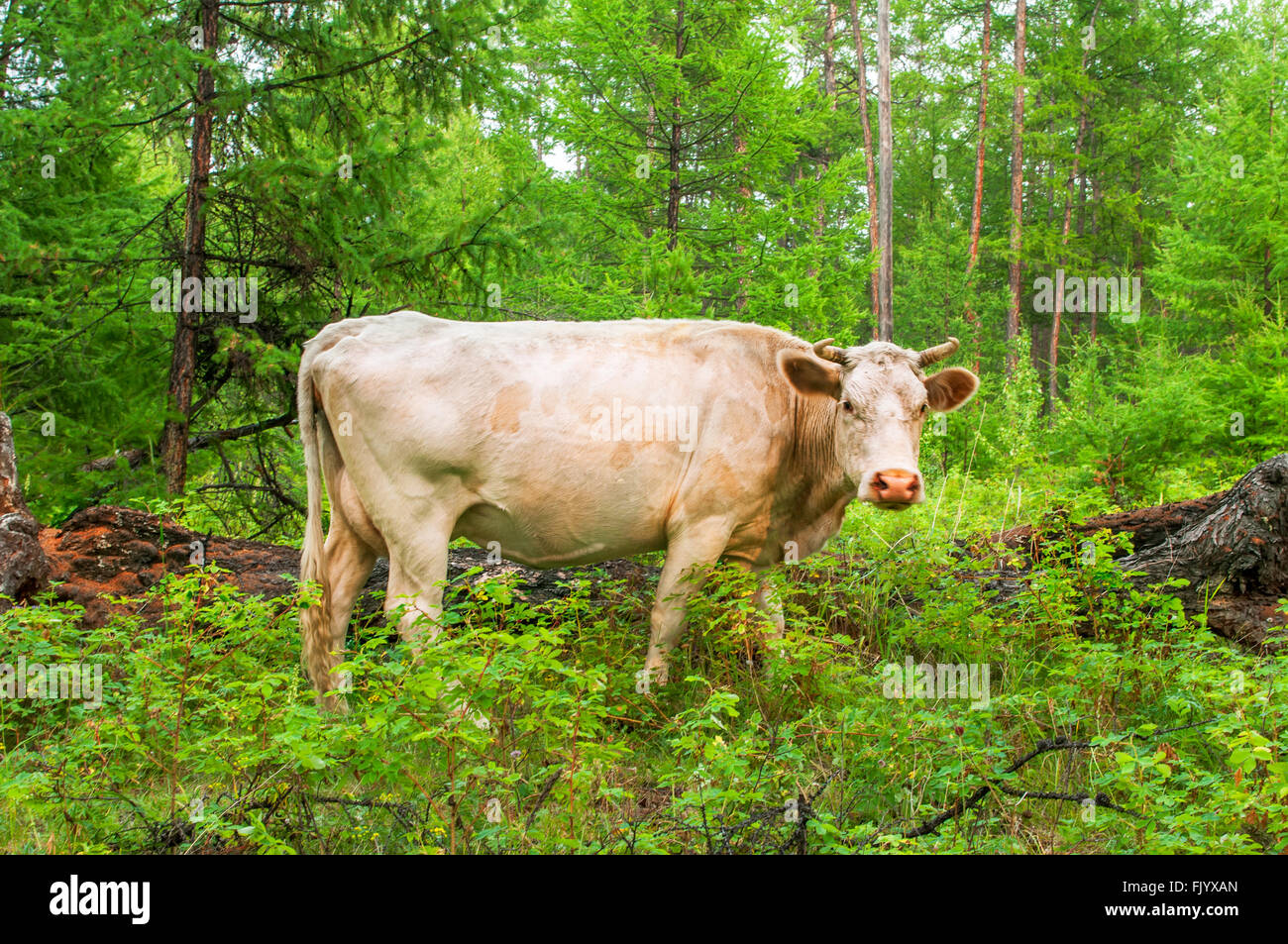 Pasturing cow hi-res stock photography and images - Alamy