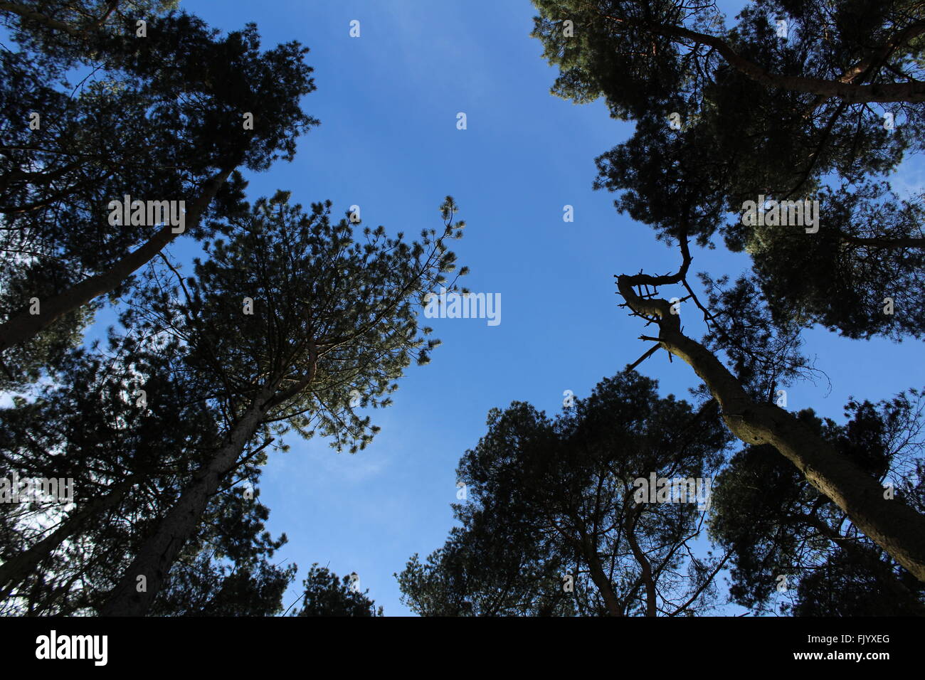 Bright Sky and Tree Background Stock Photo - Alamy
