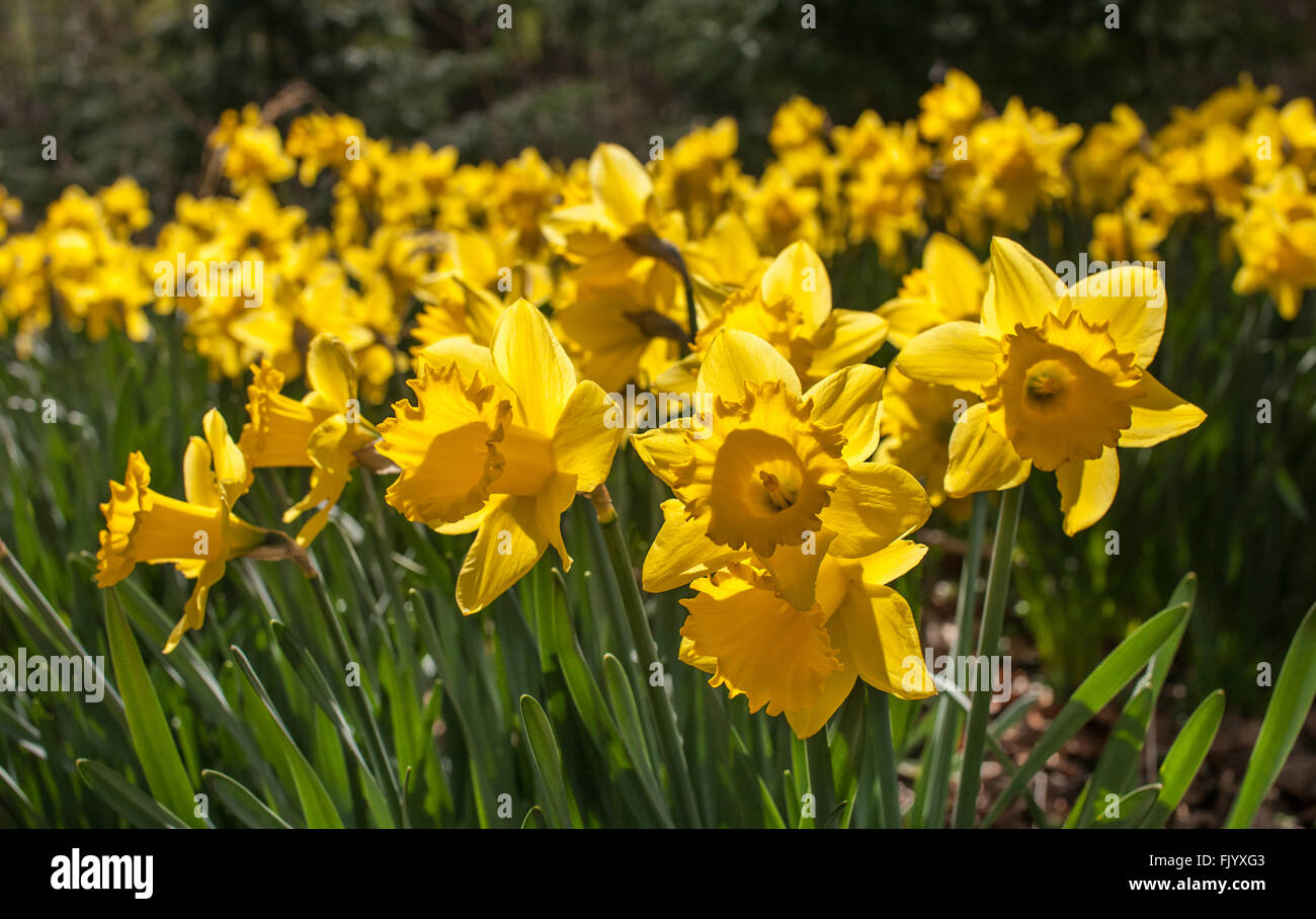 Bunch of daffodils uk hi-res stock photography and images - Alamy