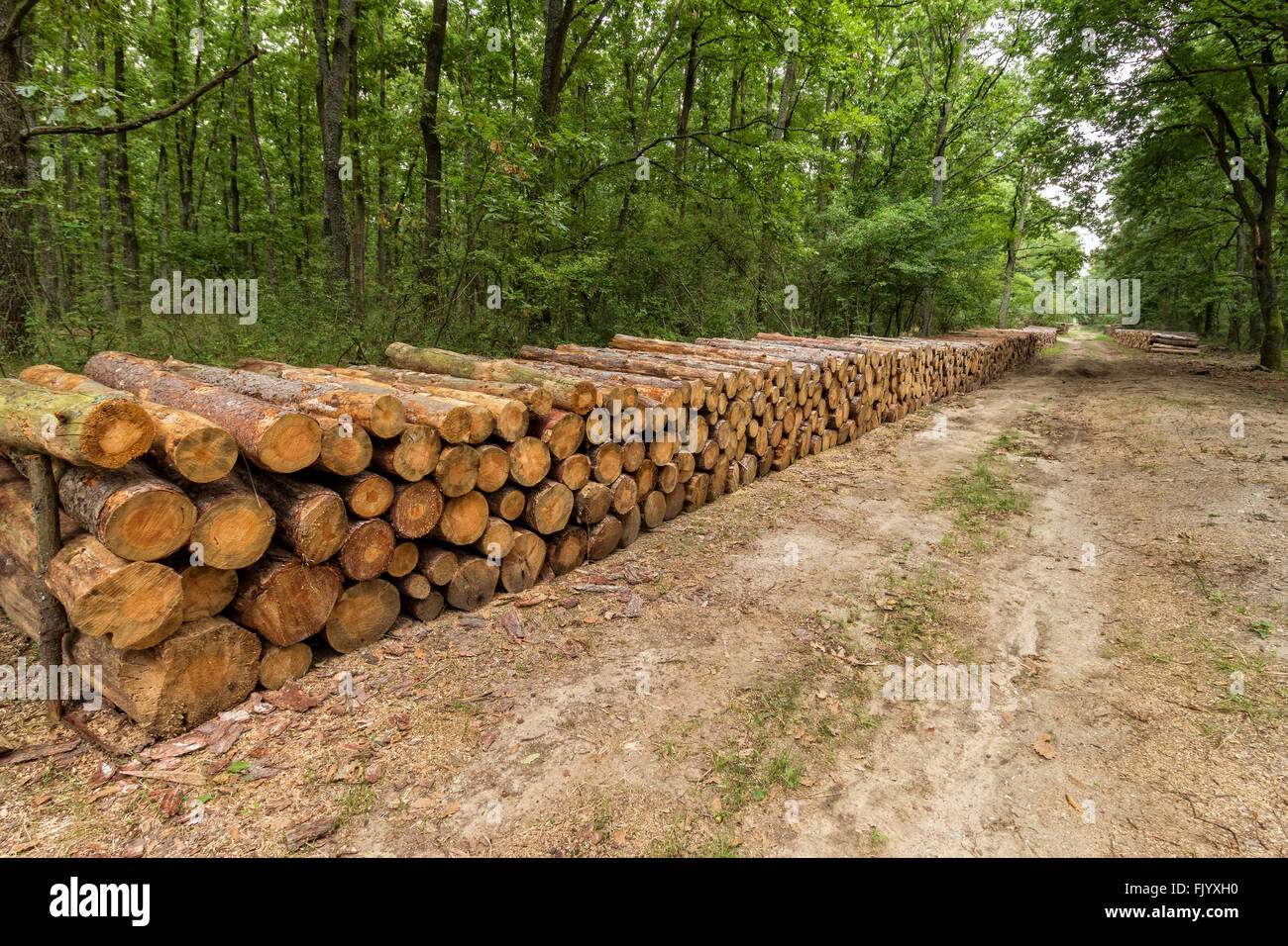 Big pile of wood in a forest road Stock Photo - Alamy