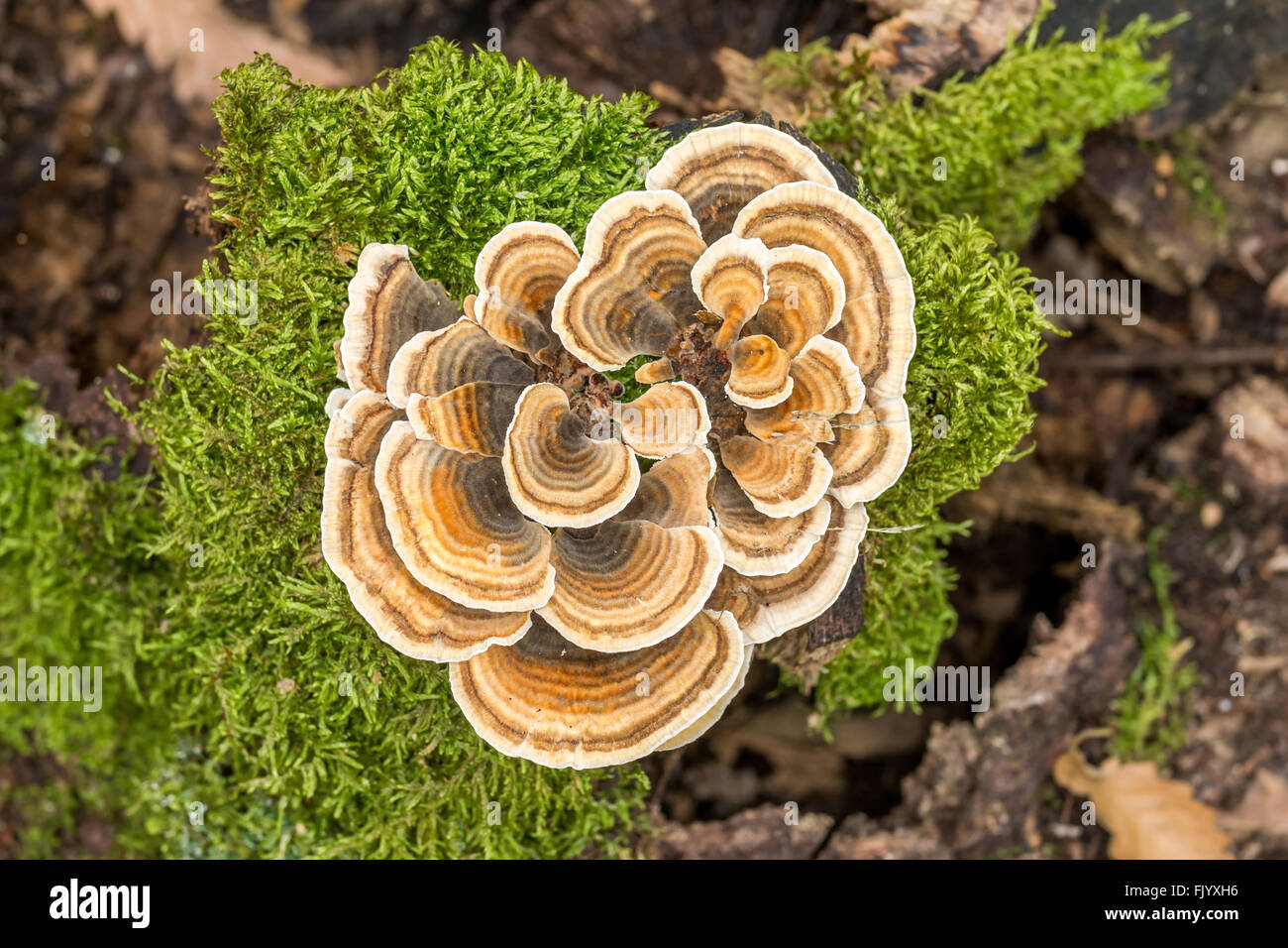 Turkey tail mushrooms trametes versicolor hi-res stock photography and ...