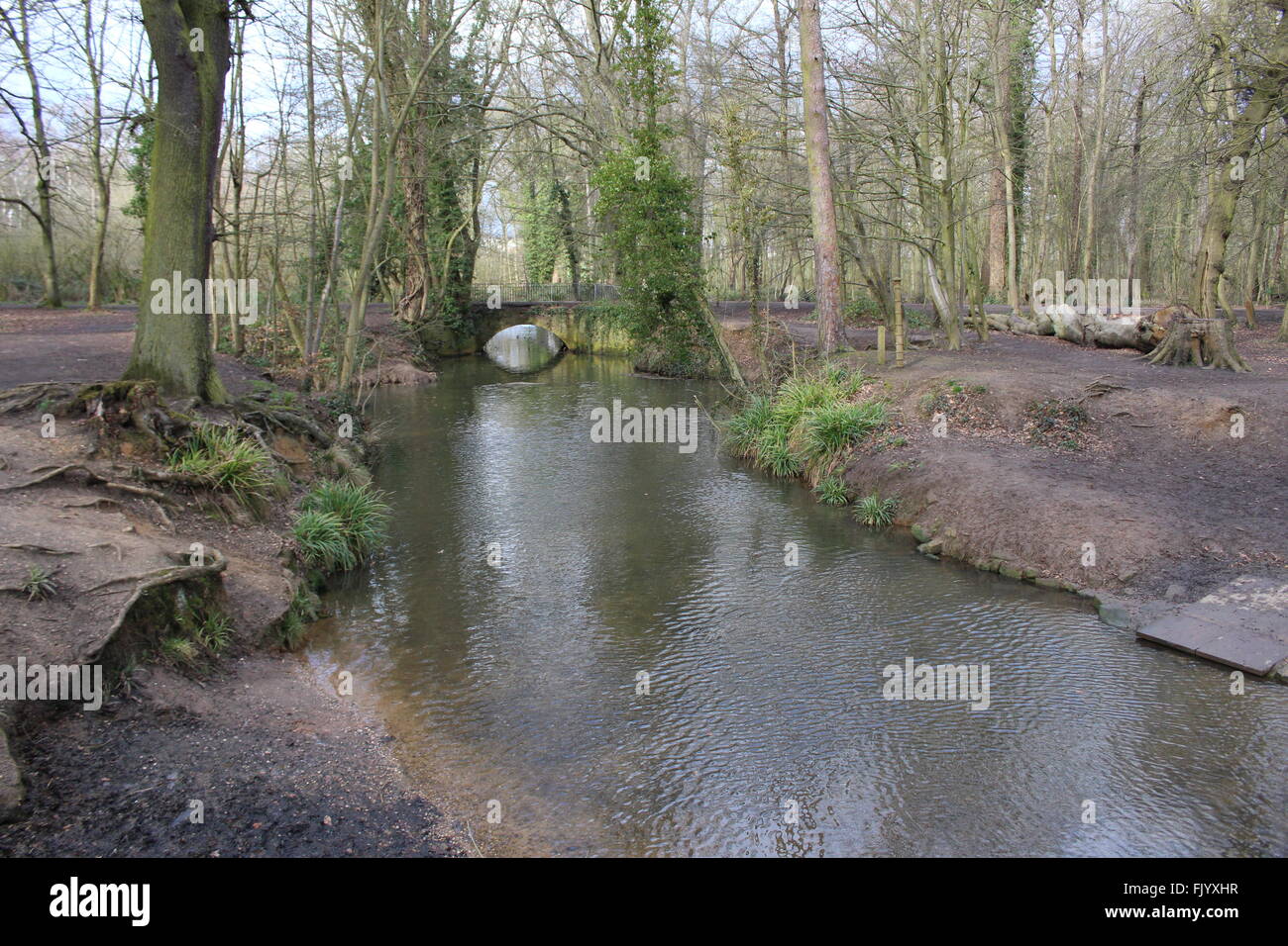 Secret stream in the woods Stock Photo - Alamy