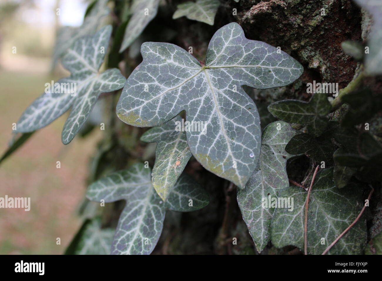 Green Ivy hugging the trunk of an Oak Tree Stock Photo - Alamy