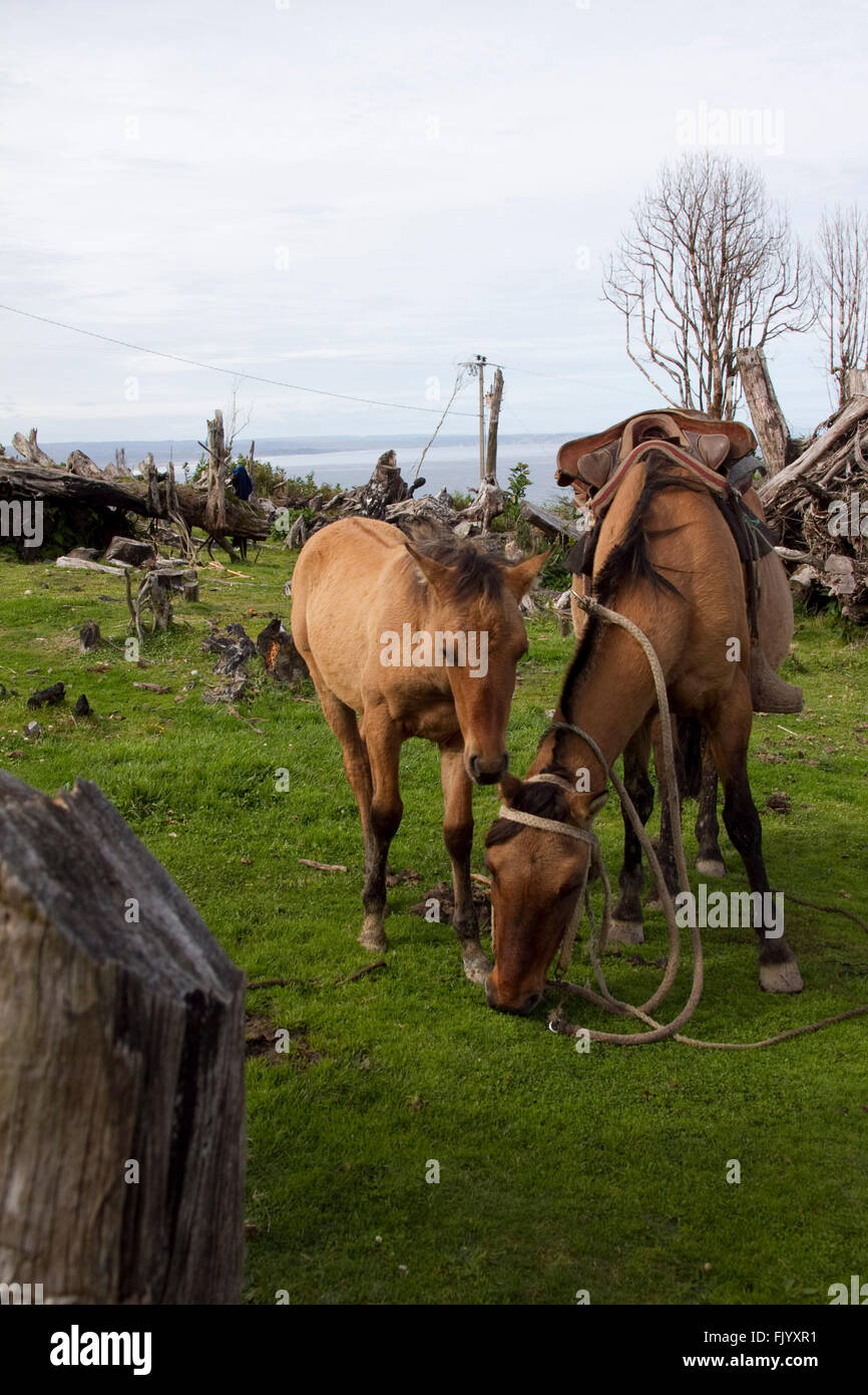 Caballo chilote hi-res stock photography and images - Alamy