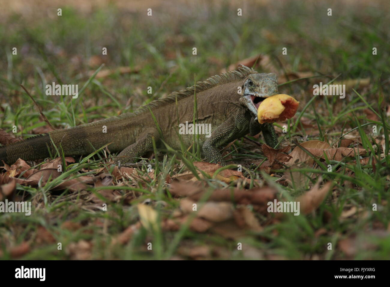 Iguana eating guava in French guiana Stock Photo - Alamy