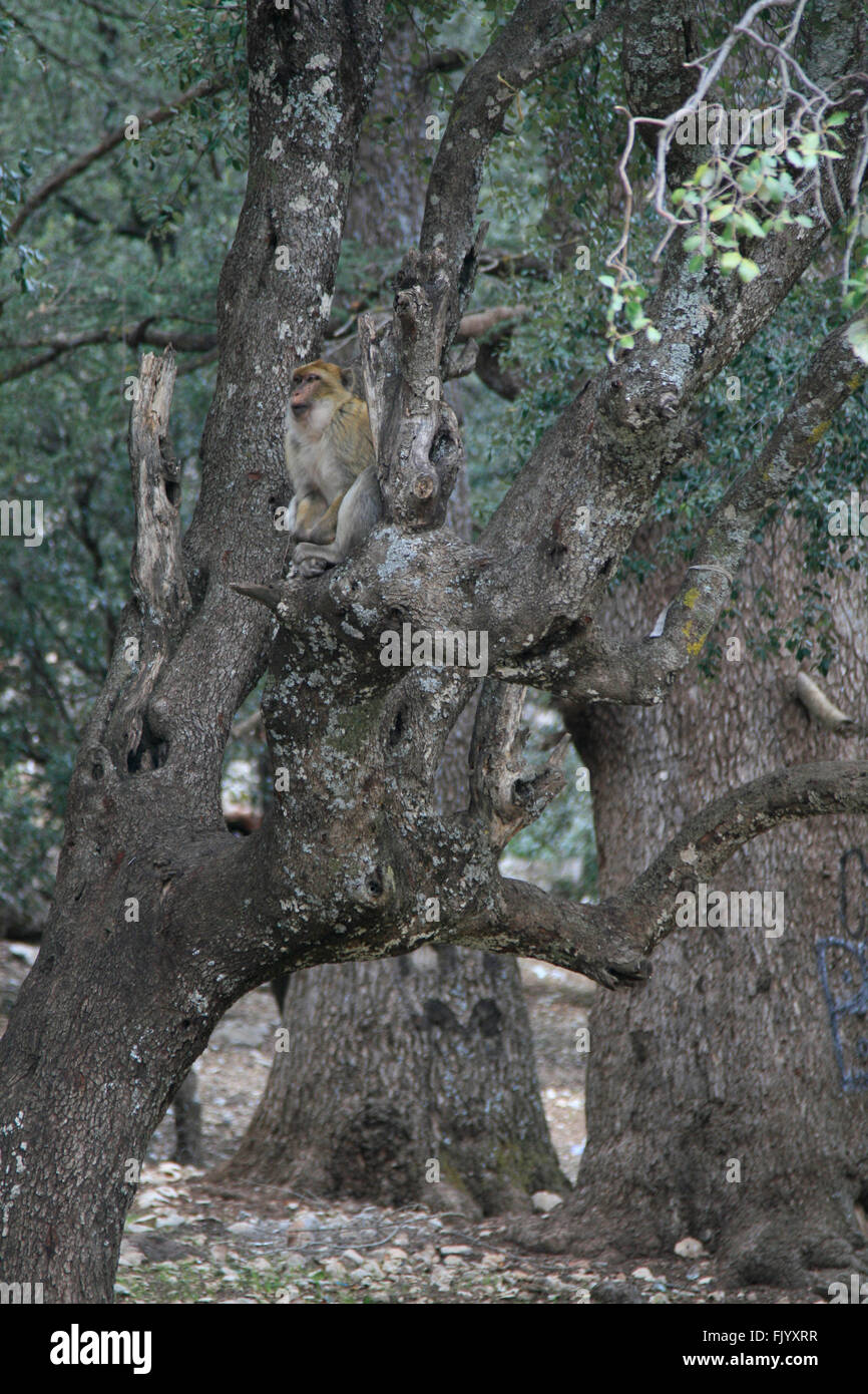Ape at peace sitting in a tree in Morocco Stock Photo - Alamy