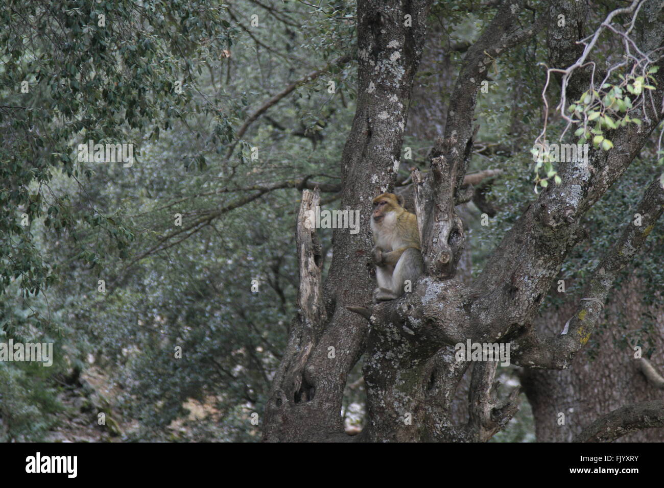 Ape at peace sitting in a tree in Morocco Stock Photo - Alamy