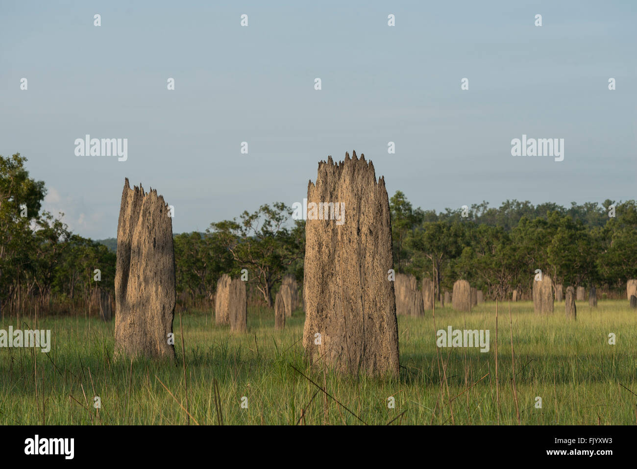 Magnetic Termite Mounds in Litchfield National Park. The compass ...