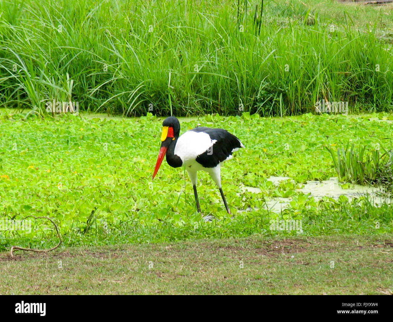 A Saddle-billed Stork wading in a pond Stock Photo - Alamy