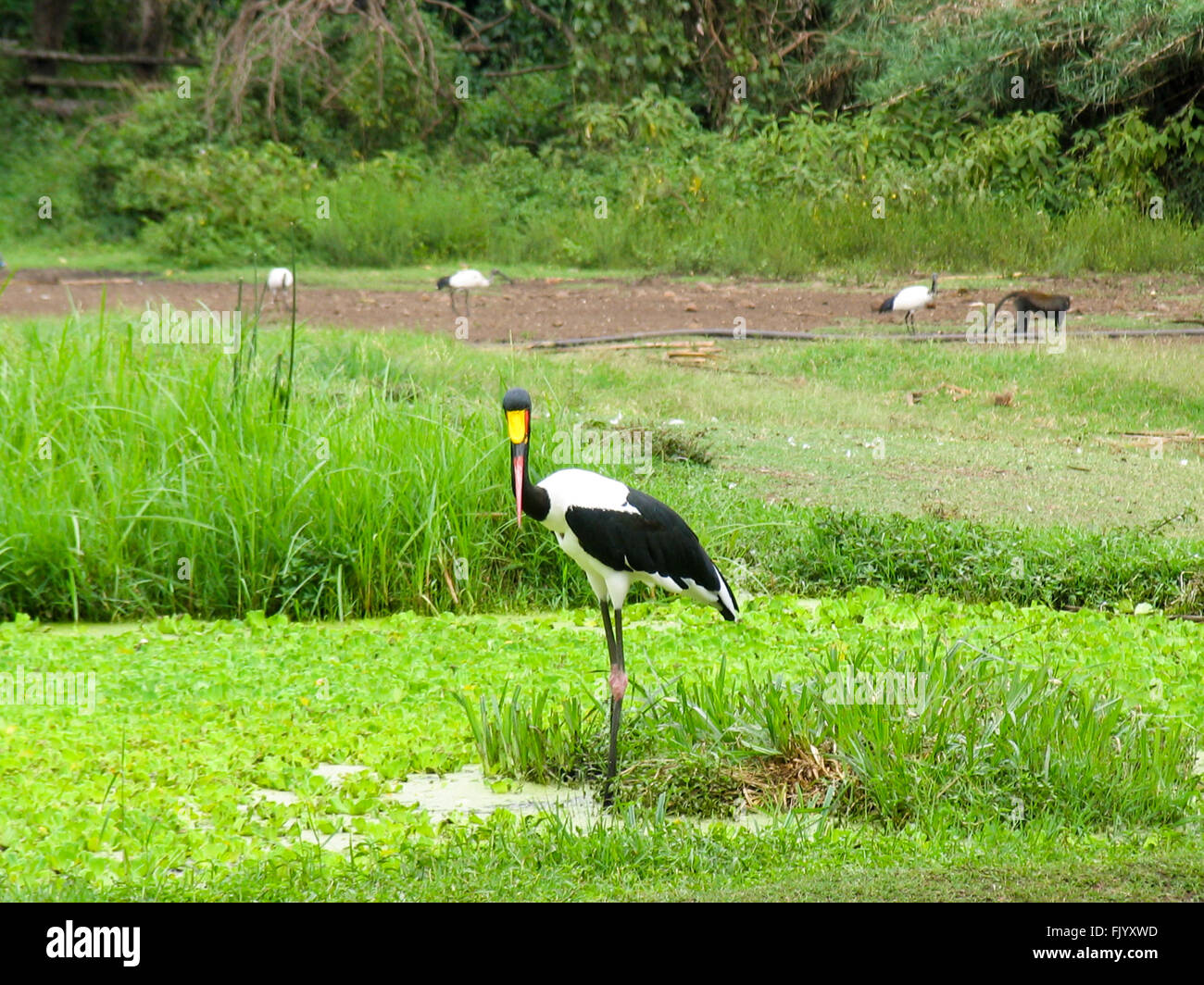 A Saddle-billed Stork wading in a pond Stock Photo - Alamy