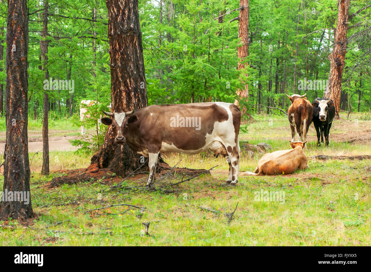 Cows pasturing in the pine forest Stock Photo - Alamy