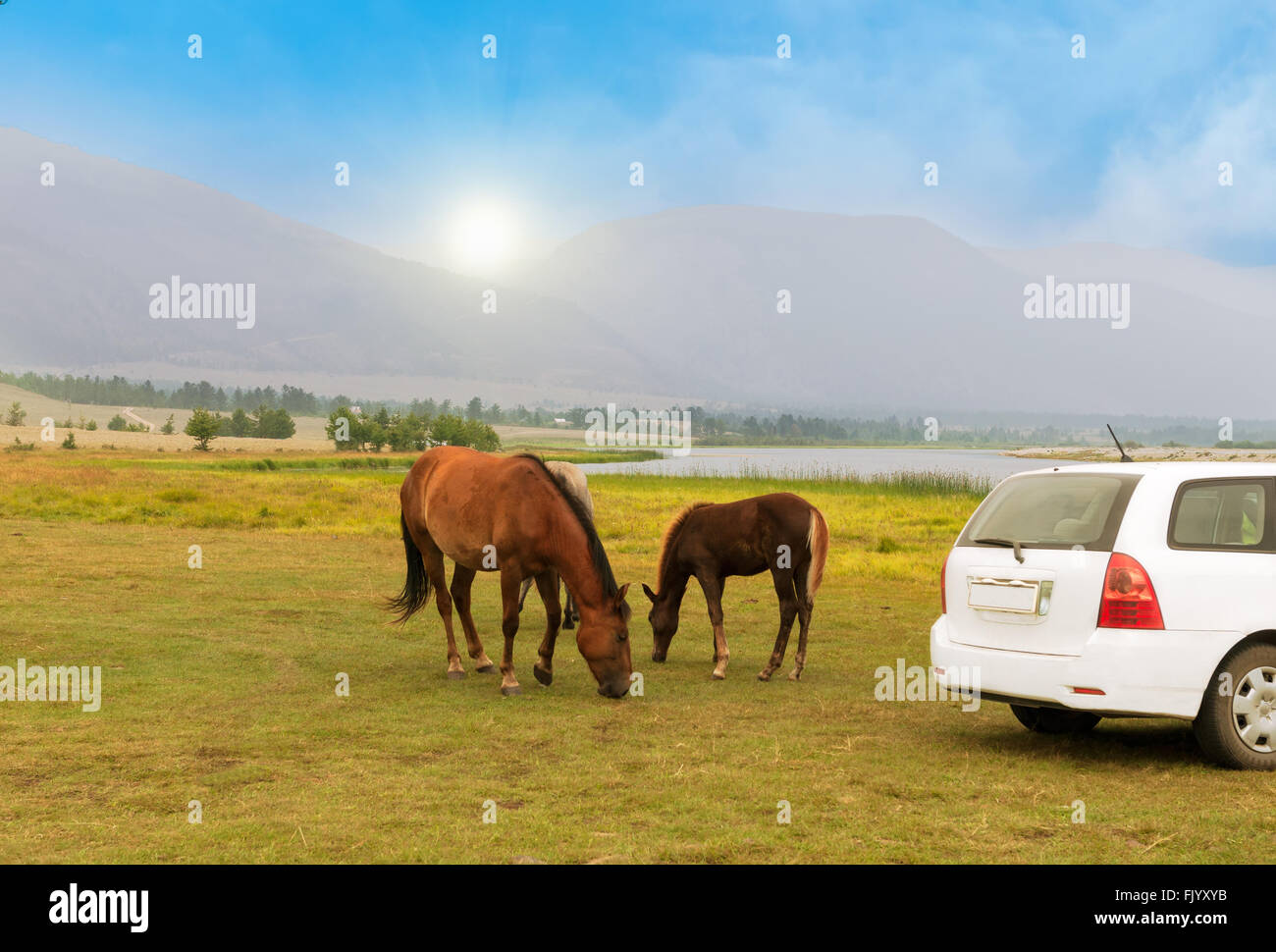 A Horse Car Stock Photos & A Horse Car Stock Images - Alamy