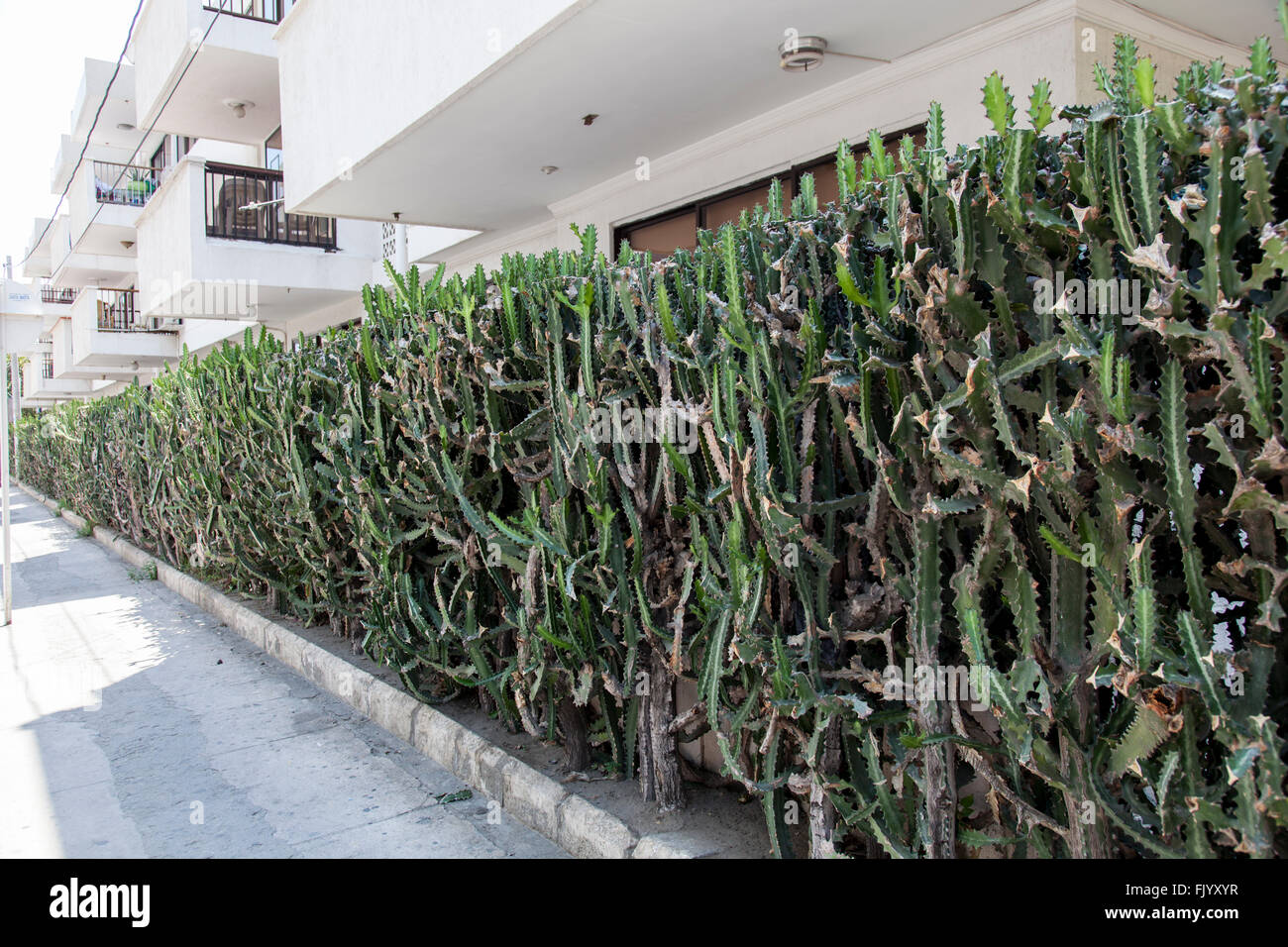 Hedge Cactus High Resolution Stock Photography and Images - Alamy