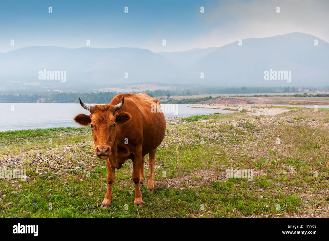 Herd pasturing cattle on hi-res stock photography and images - Alamy