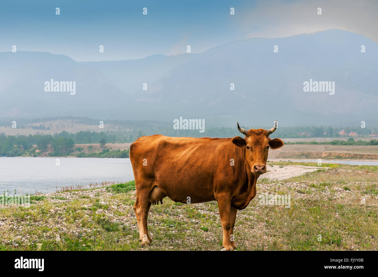 Pasturing cows hi-res stock photography and images - Alamy