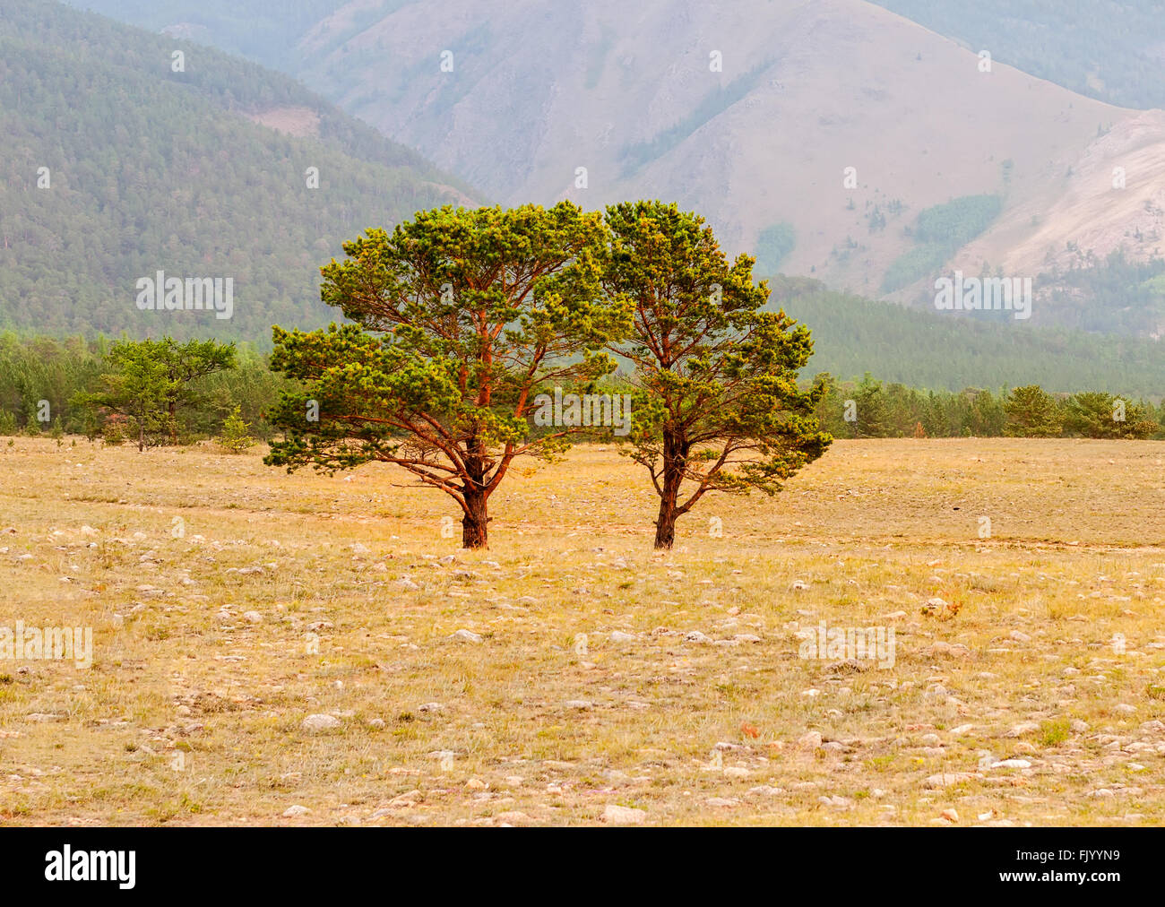 Siberian pine tree pinus sibirica hi-res stock photography and images ...
