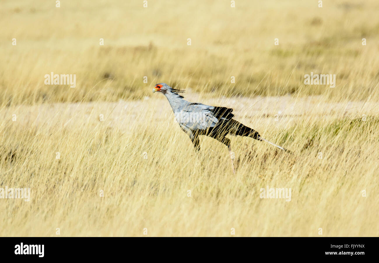 secretary bird walking in the long grass Stock Photo - Alamy
