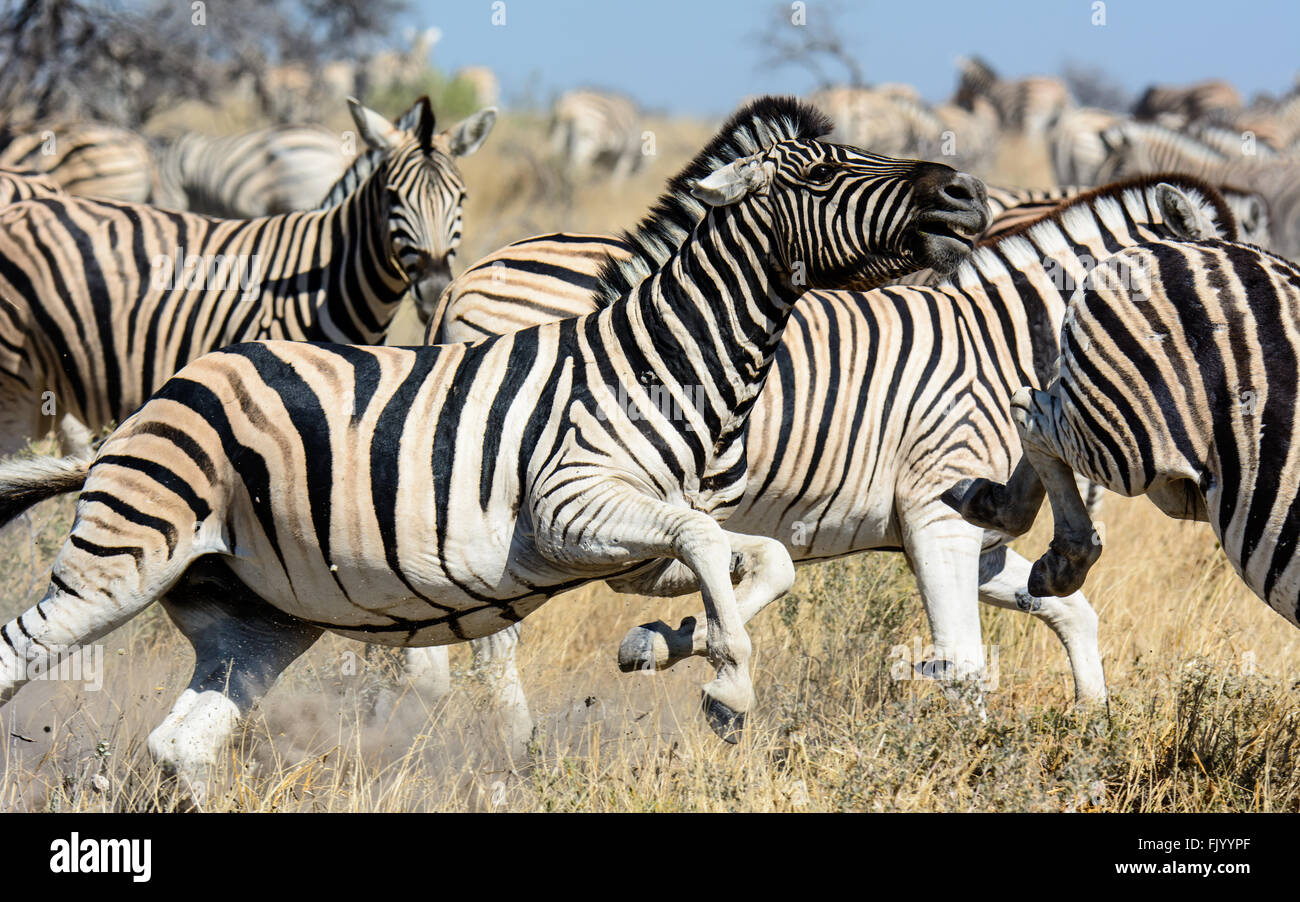 Excitable hi-res stock photography and images - Alamy