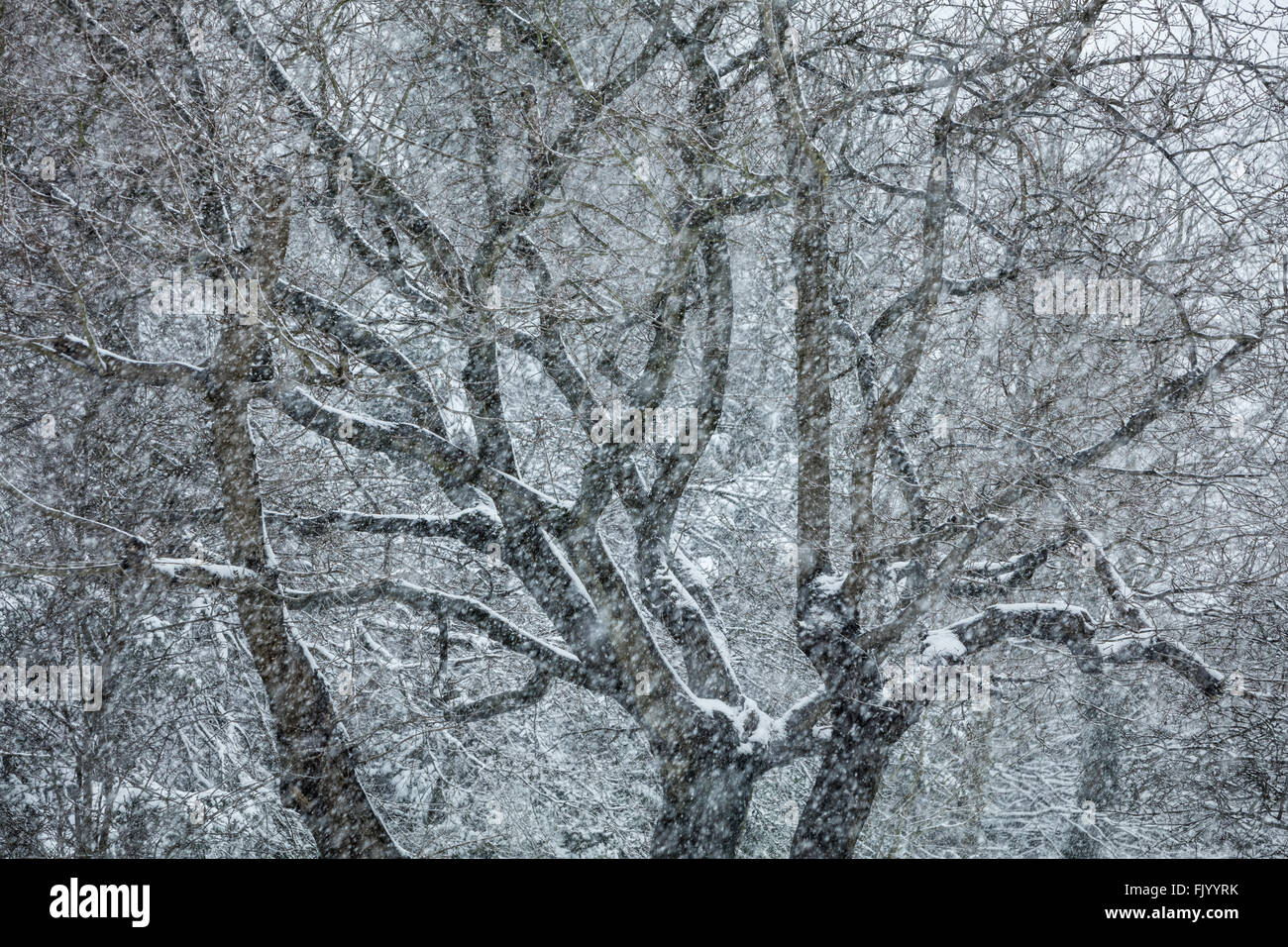 Sheffield, South Yorkshire, England, UK. 4th March 2016. Heavy snowfall ...