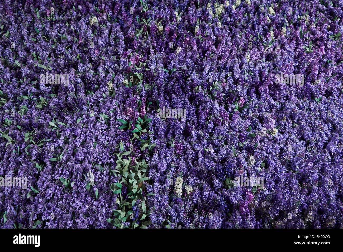 Lavender flowers texture hi-res stock photography and images - Alamy