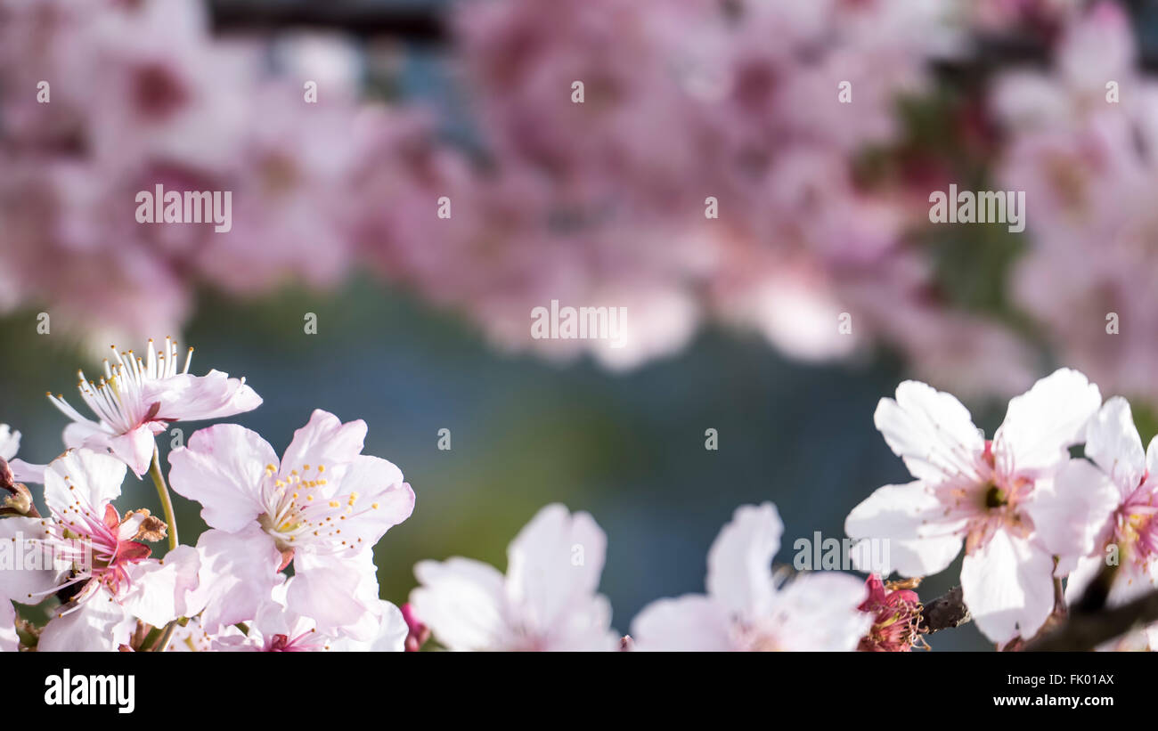 The Sakura. Cherry Blossom in Taiwan. Beautiful Pink Flowers Stock ...