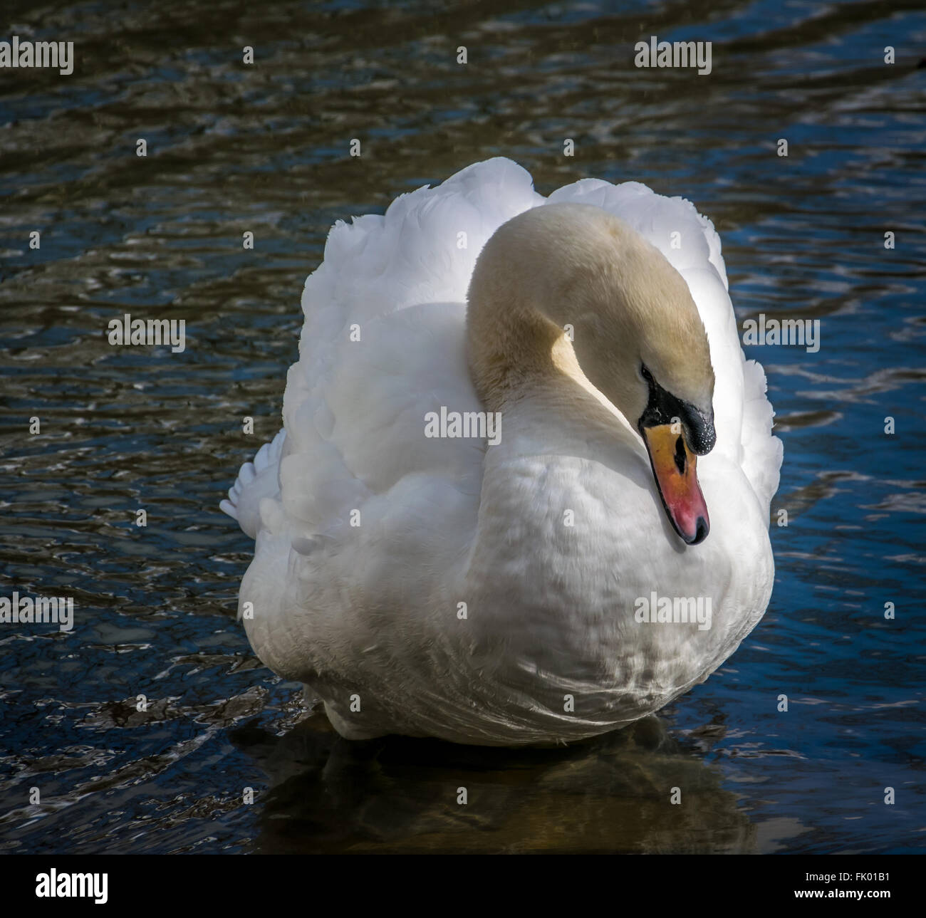 Preen bird hi-res stock photography and images - Alamy