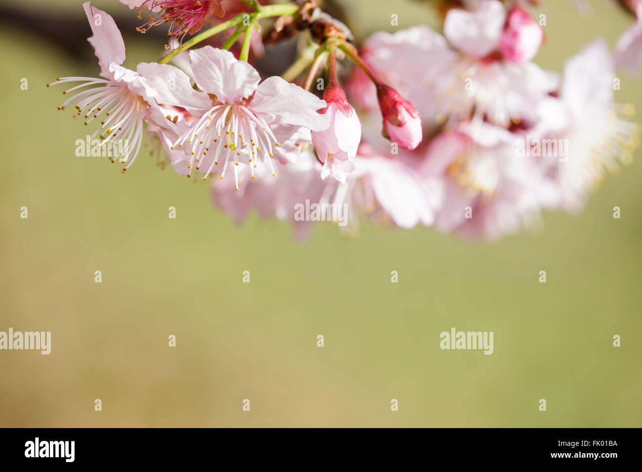 The Sakura. Cherry Blossom in Taiwan. Beautiful Pink Flowers Stock ...