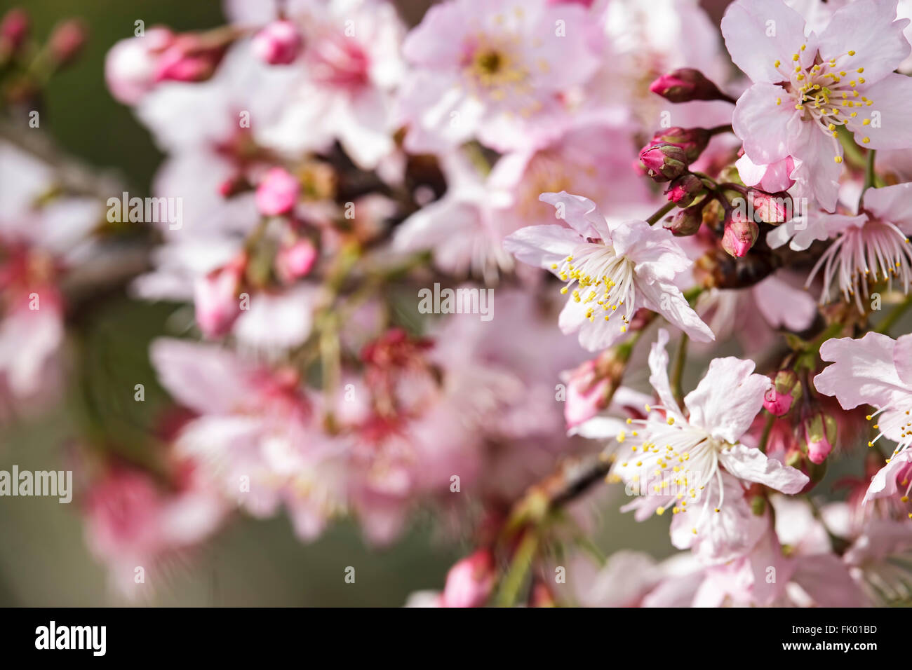 The Sakura. Cherry Blossom in Taiwan. Beautiful Pink Flowers Stock ...