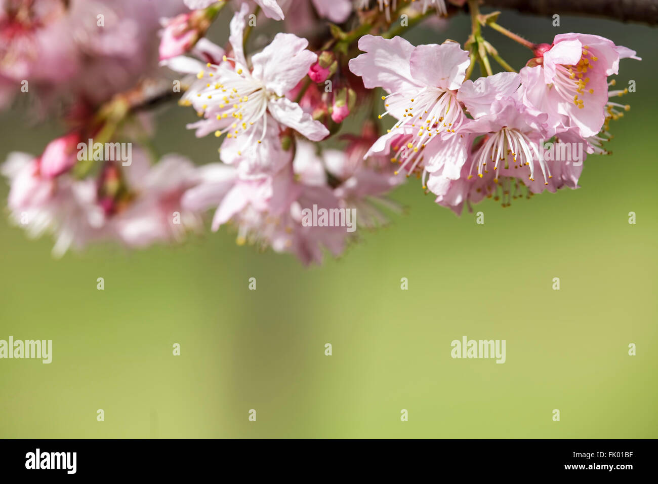 The Sakura. Cherry Blossom in Taiwan. Beautiful Pink Flowers Stock ...