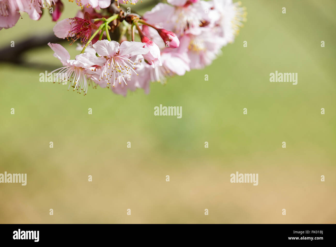 The Sakura. Cherry Blossom in Taiwan. Beautiful Pink Flowers Stock ...