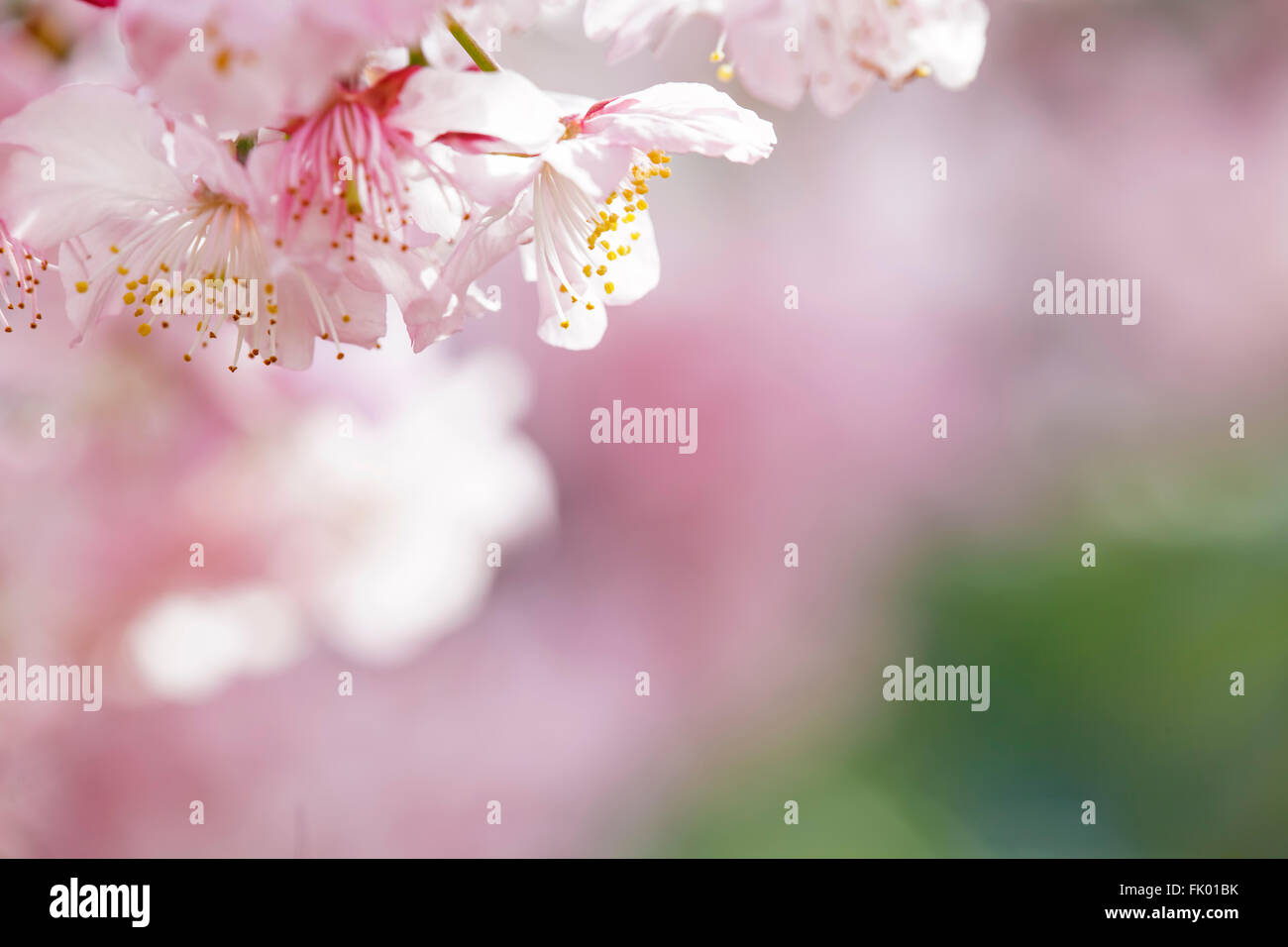 The Sakura. Cherry Blossom in Taiwan. Beautiful Pink Flowers Stock ...