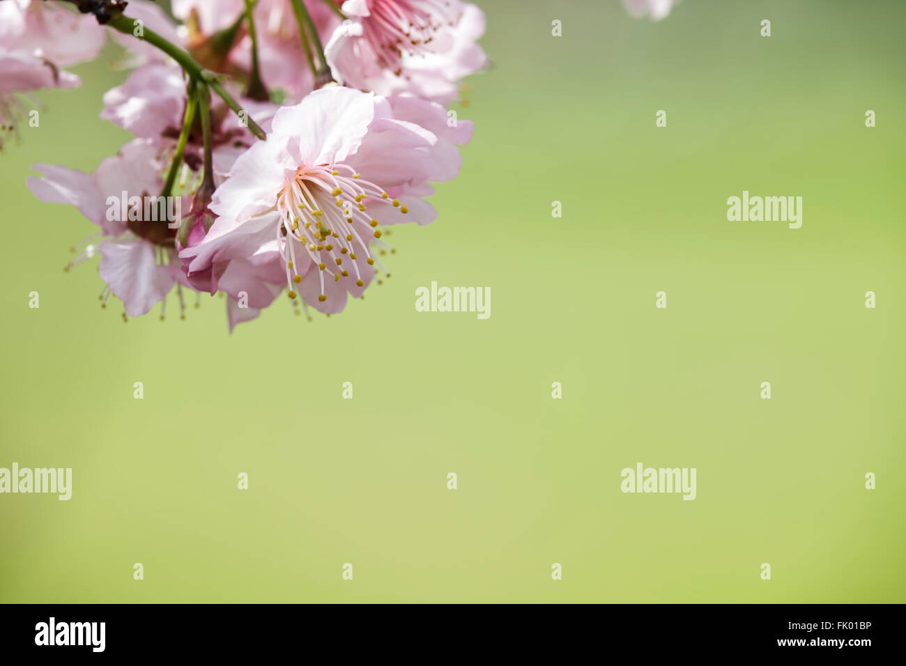 The Sakura. Cherry Blossom in Taiwan. Beautiful Pink Flowers Stock ...