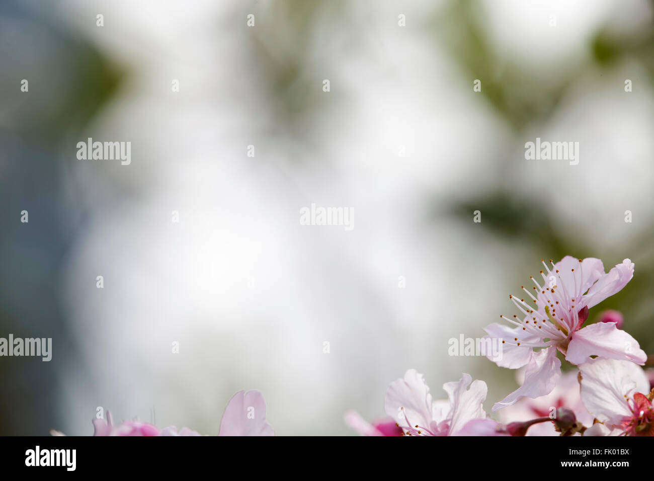 The Sakura. Cherry Blossom in Taiwan. Beautiful Pink Flowers Stock ...