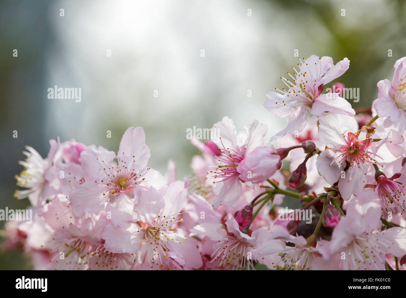 The Sakura. Cherry Blossom in Taiwan. Beautiful Pink Flowers Stock ...
