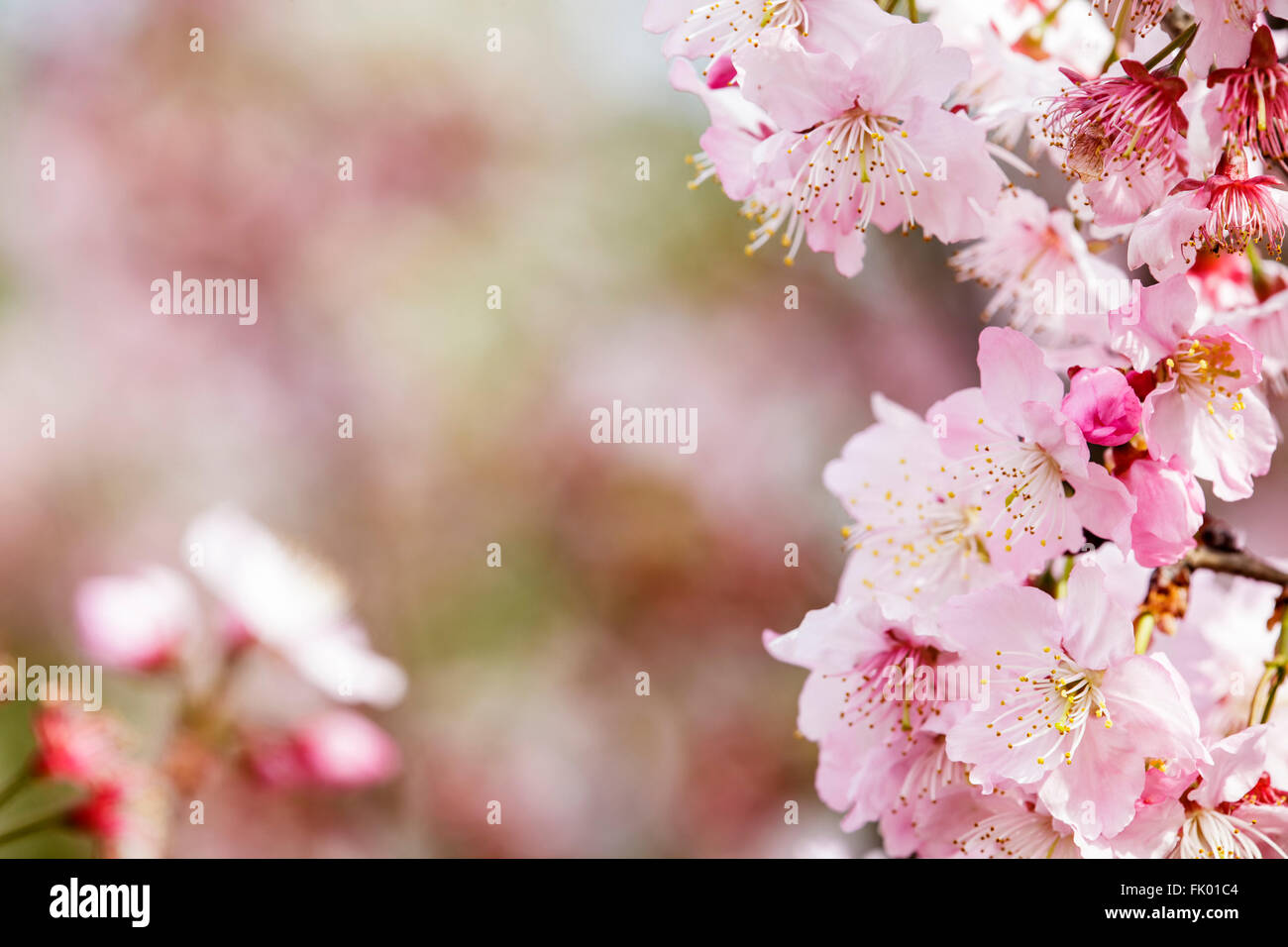 The Sakura. Cherry Blossom in Taiwan. Beautiful Pink Flowers Stock ...