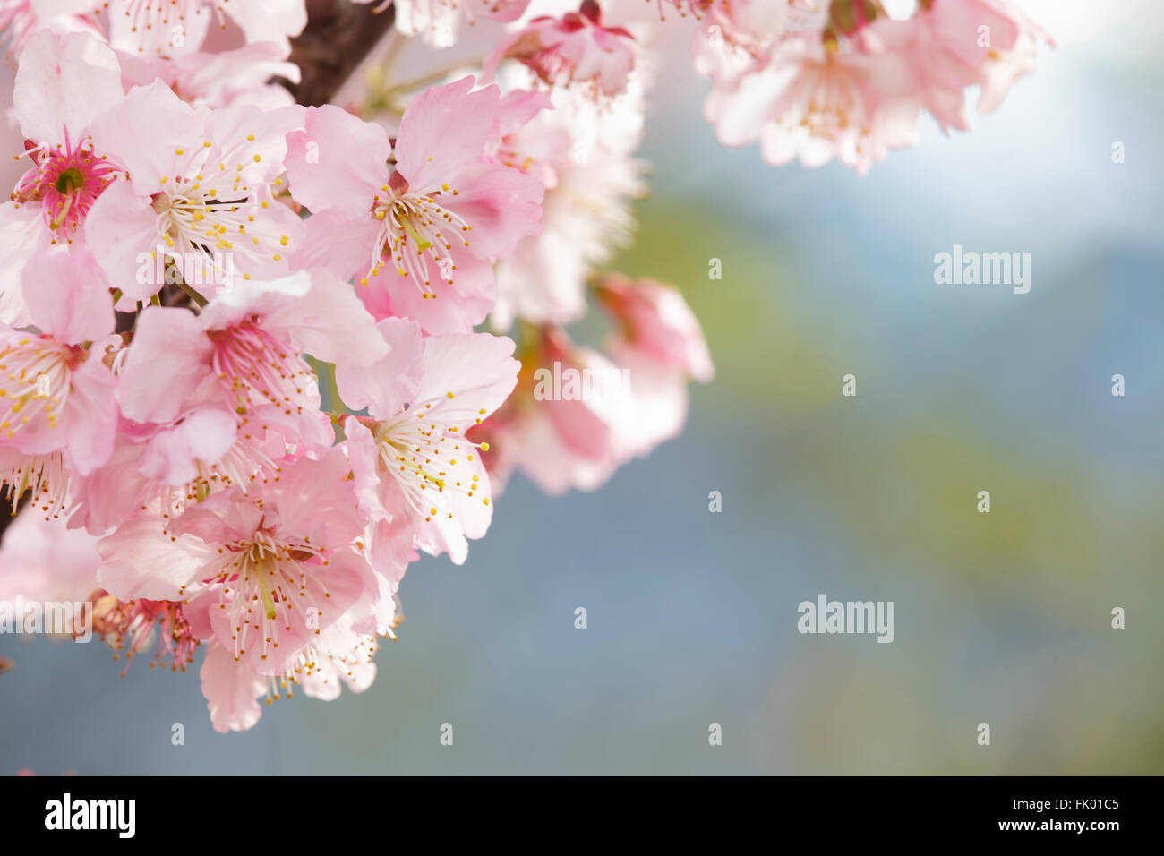 The Sakura. Cherry Blossom in Taiwan. Beautiful Pink Flowers Stock ...