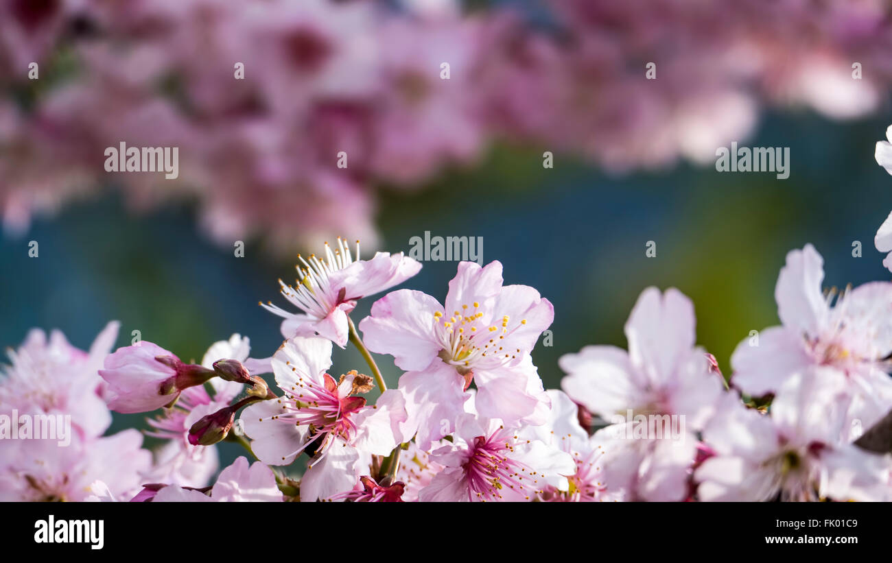 The Sakura. Cherry Blossom in Taiwan. Beautiful Pink Flowers Stock ...