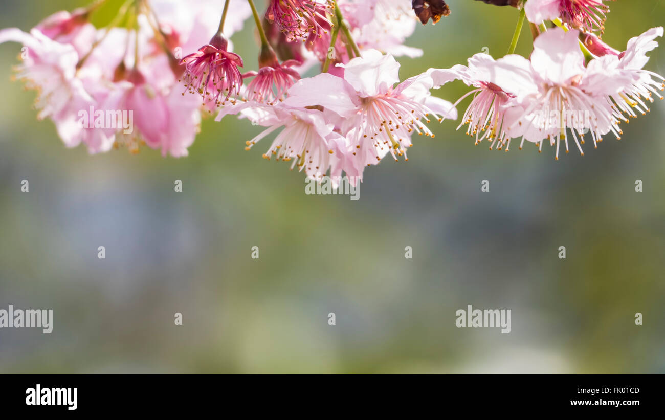 The Sakura. Cherry Blossom in Taiwan. Beautiful Pink Flowers Stock ...