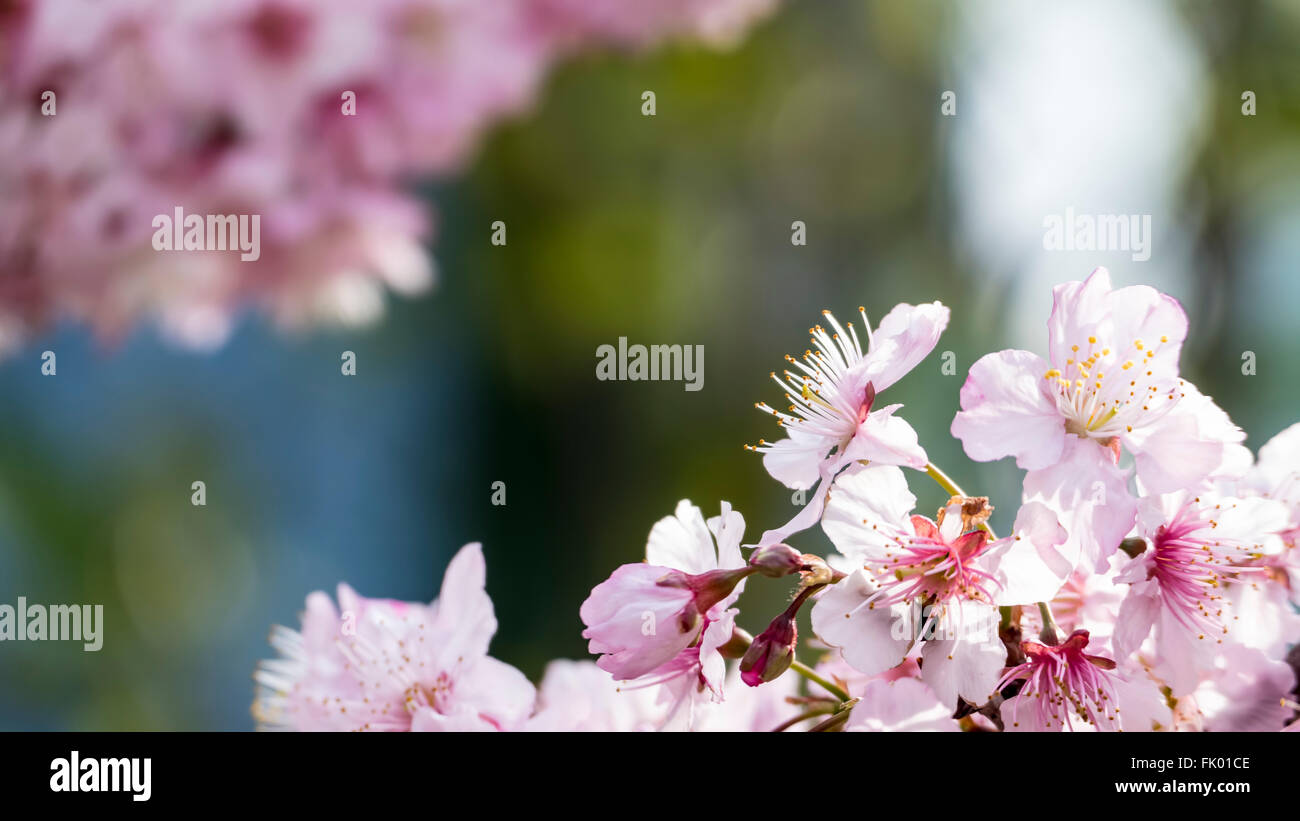 The Sakura. Cherry Blossom in Taiwan. Beautiful Pink Flowers Stock ...